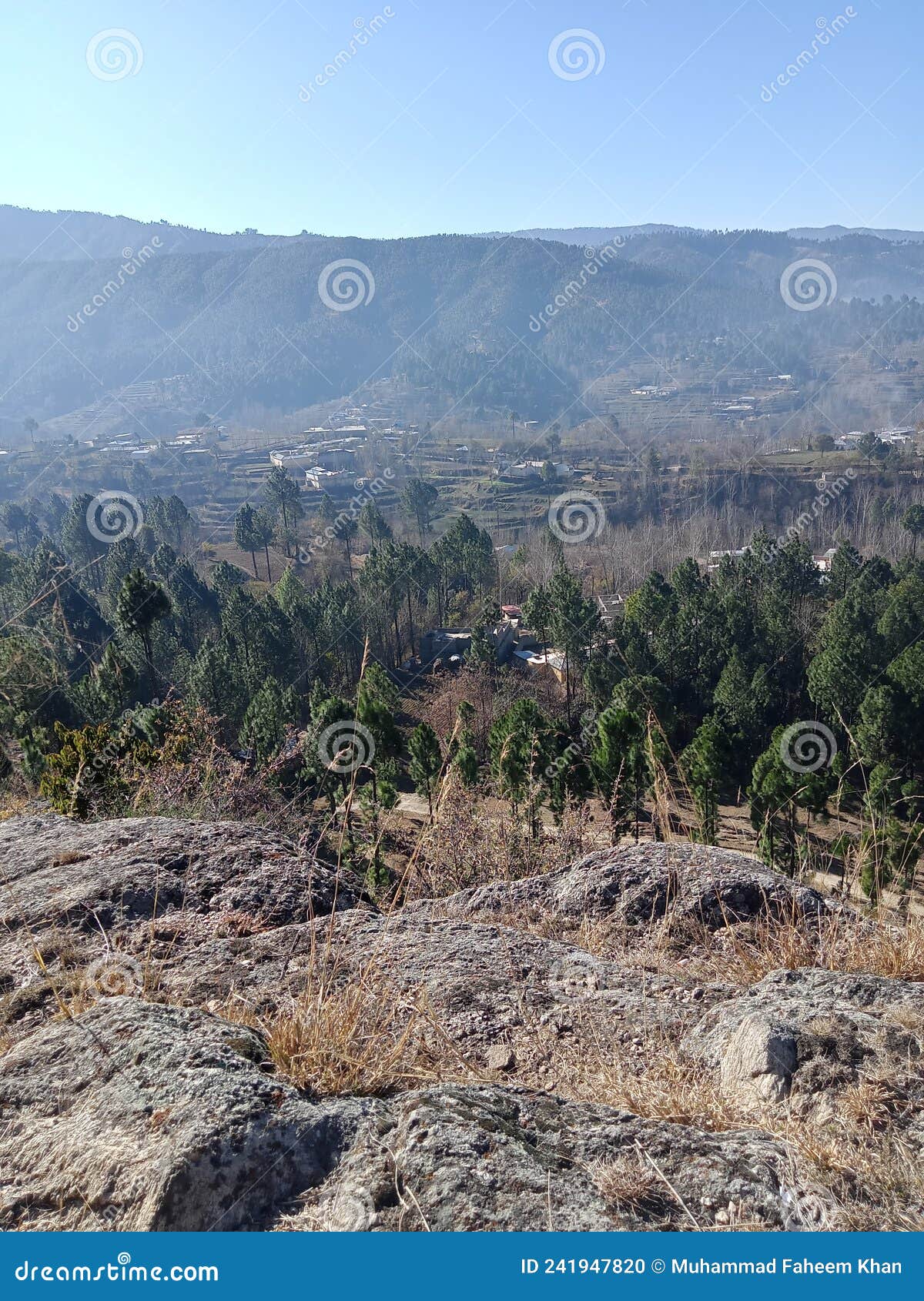 Pine tree valley stock photo. Image of mountain, geology - 241947820
