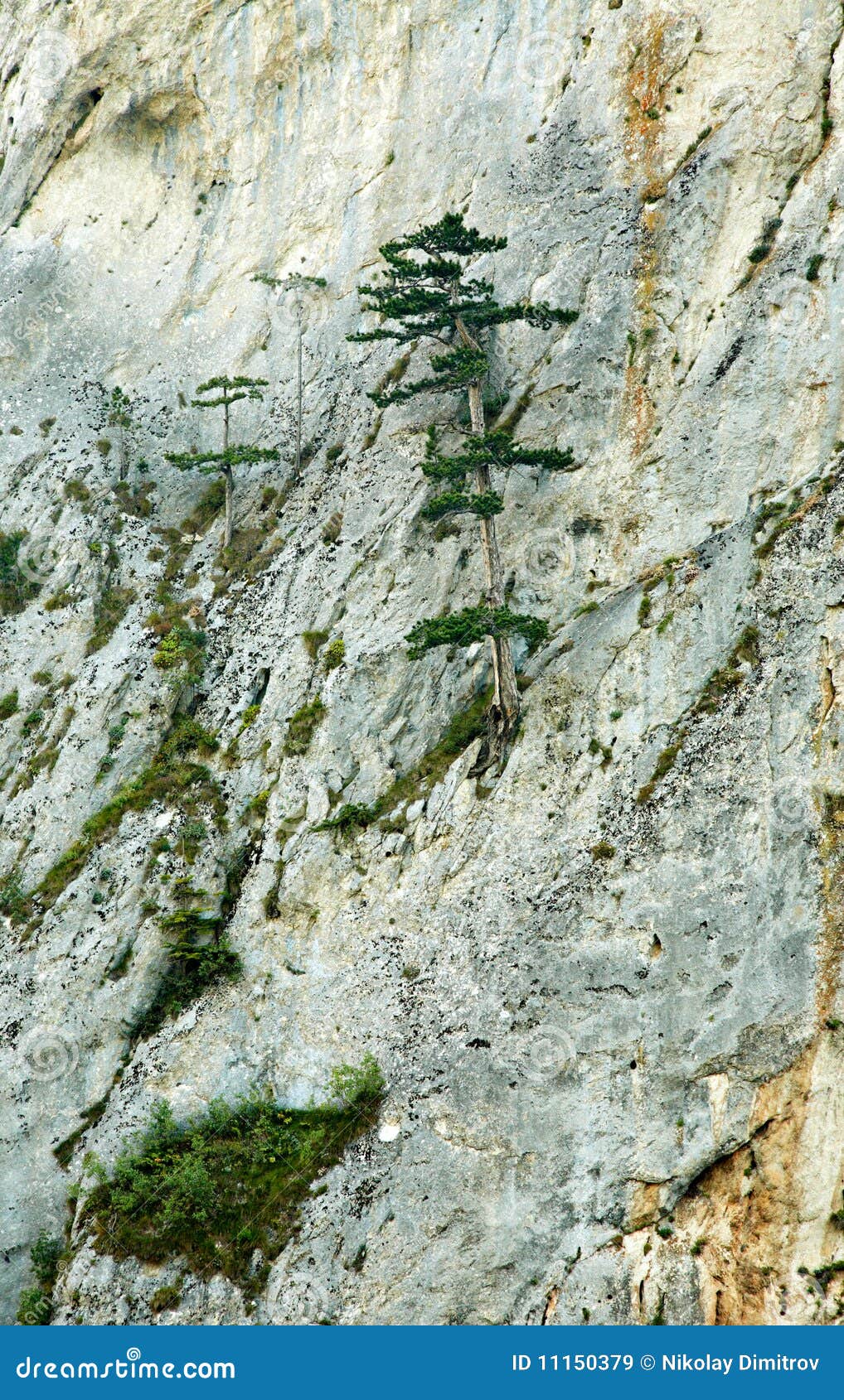 Pine Tree on a Vertical Rock Stock Image - Image of gorge, stone: 11150379
