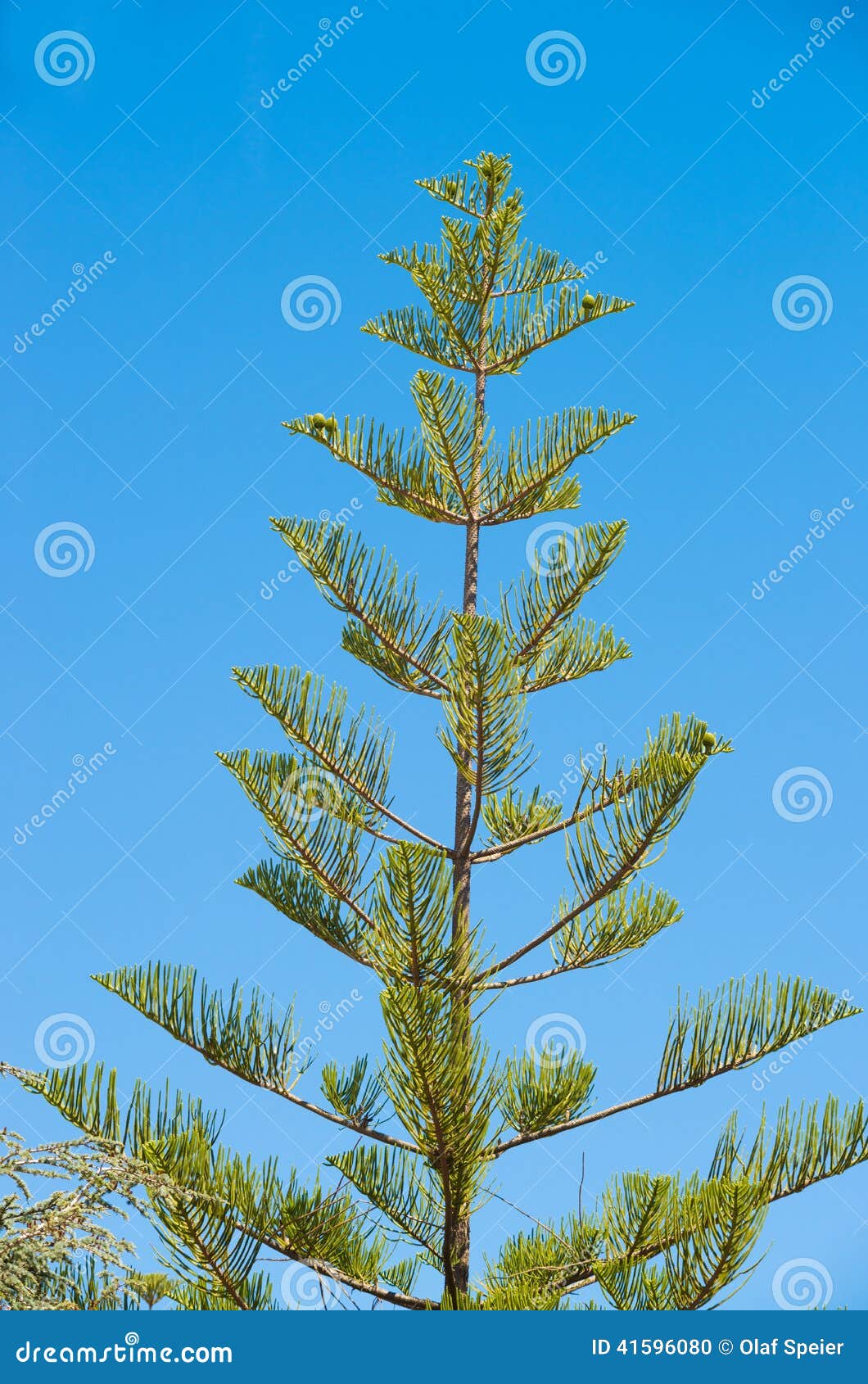 Pine tree stock photo. Image of green, tall, branches - 41596080