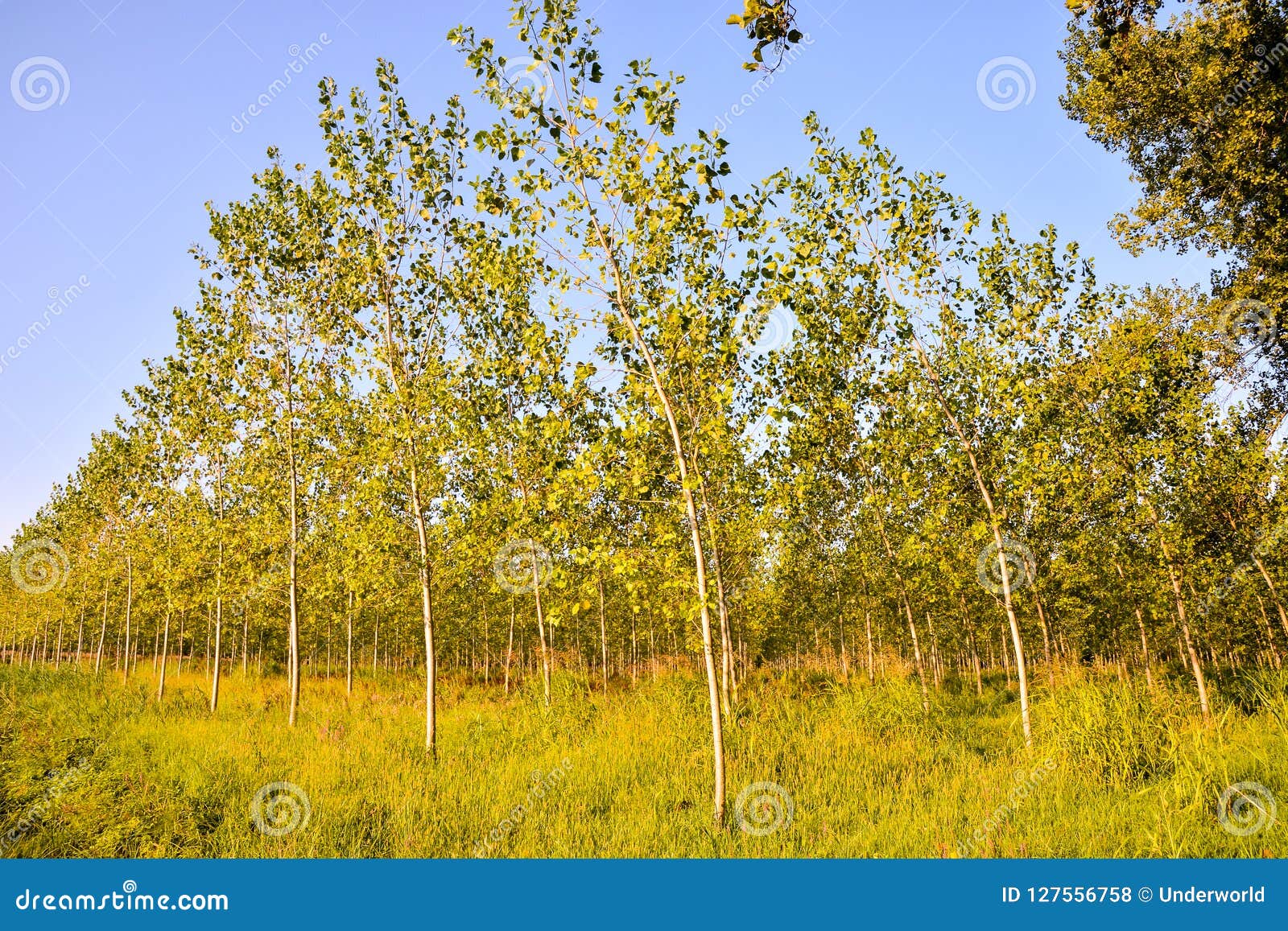 Pine Tree View stock photo. Image of lines, nature, pine - 127556758