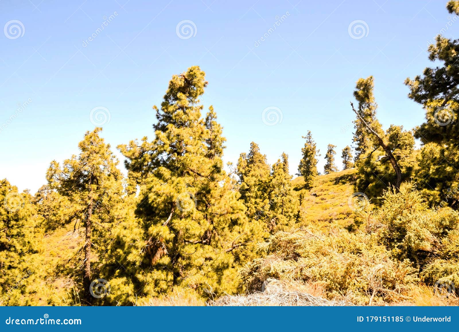 Pine Tree View stock image. Image of lines, trunk, forest - 179151185