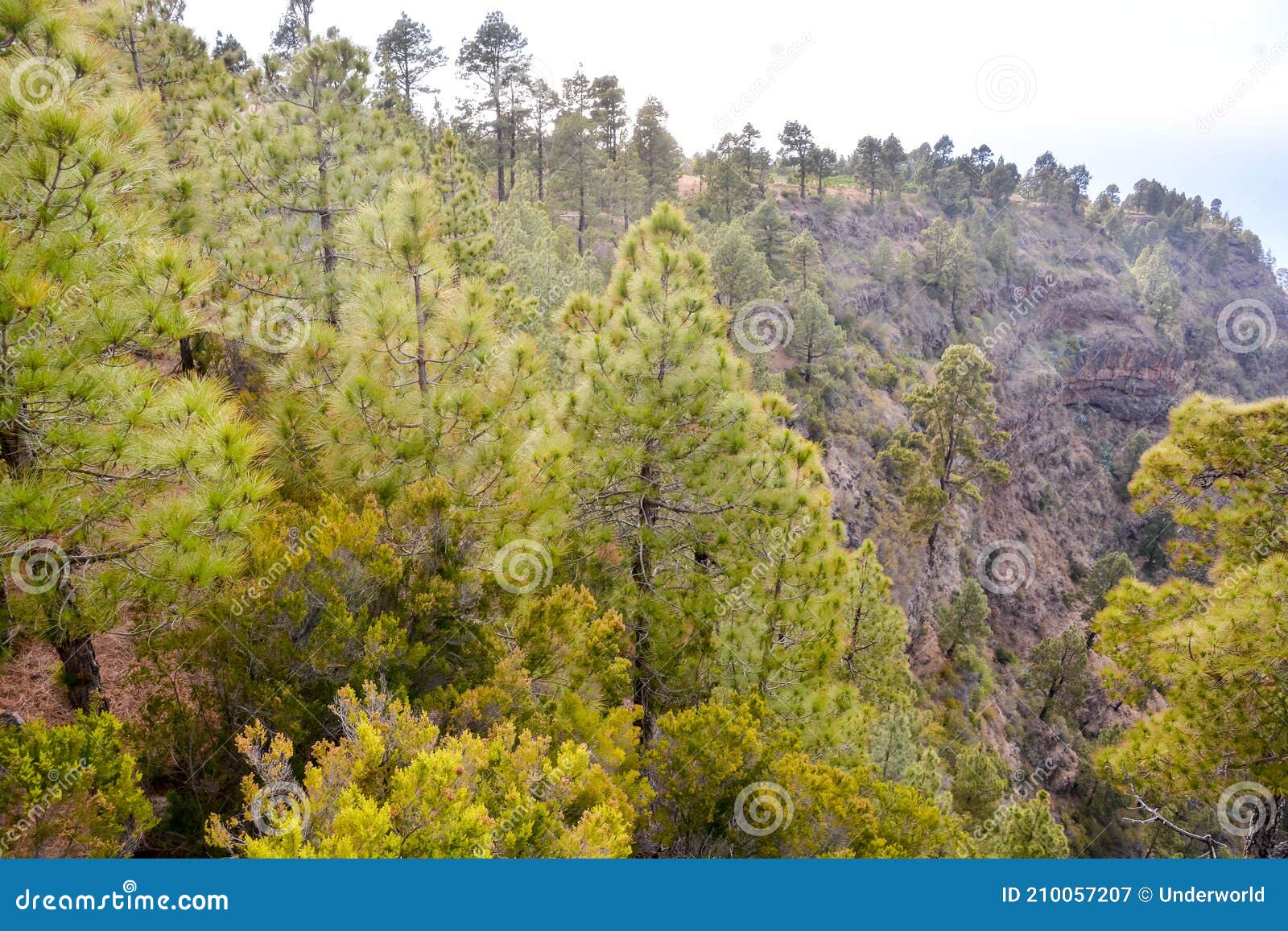 Pine Tree View stock image. Image of summer, landscape - 210057207