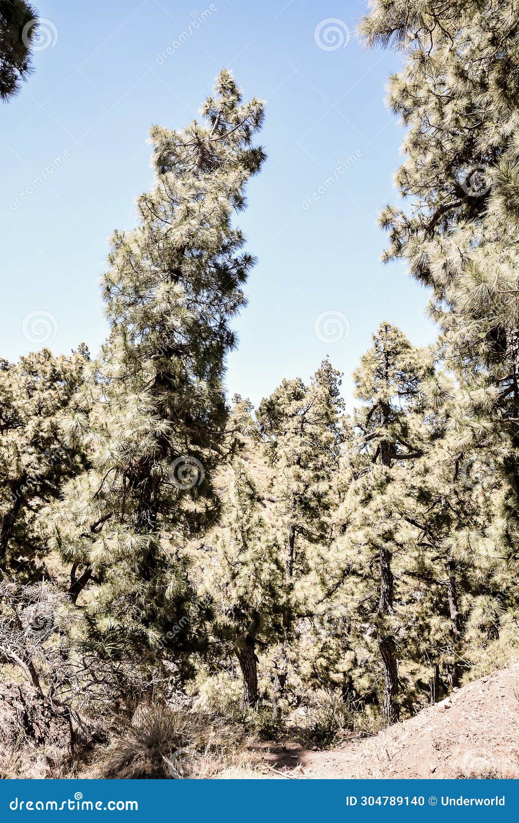 Pine Tree View stock photo. Image of tall, nature, texture - 304789140