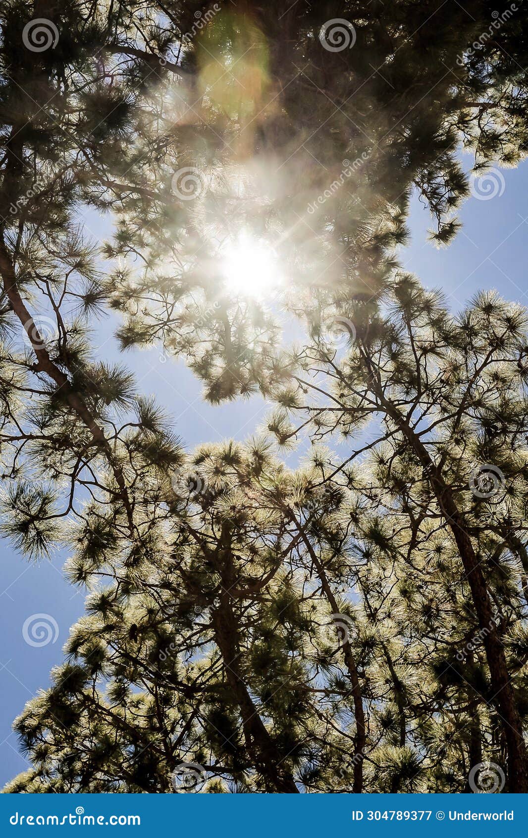 Pine Tree View stock image. Image of summer, plant, nature - 304789377