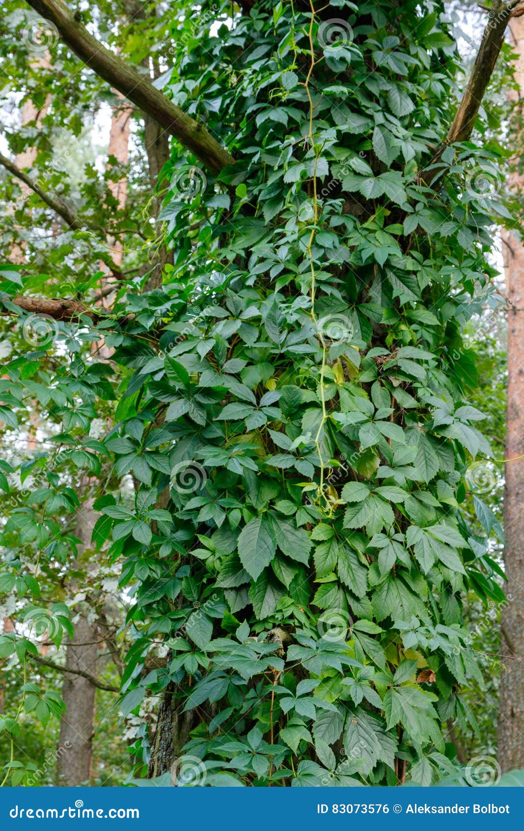 Pine Tree Virginia Creeper Wrapped in Summer Stock Photo - Image of ...