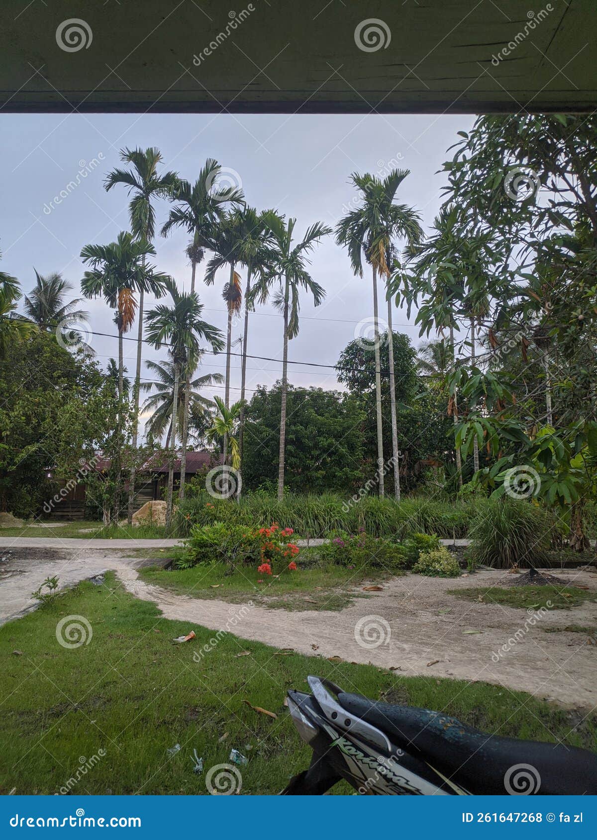 Pine tree viwe editorial stock photo. Image of vacation - 261647268