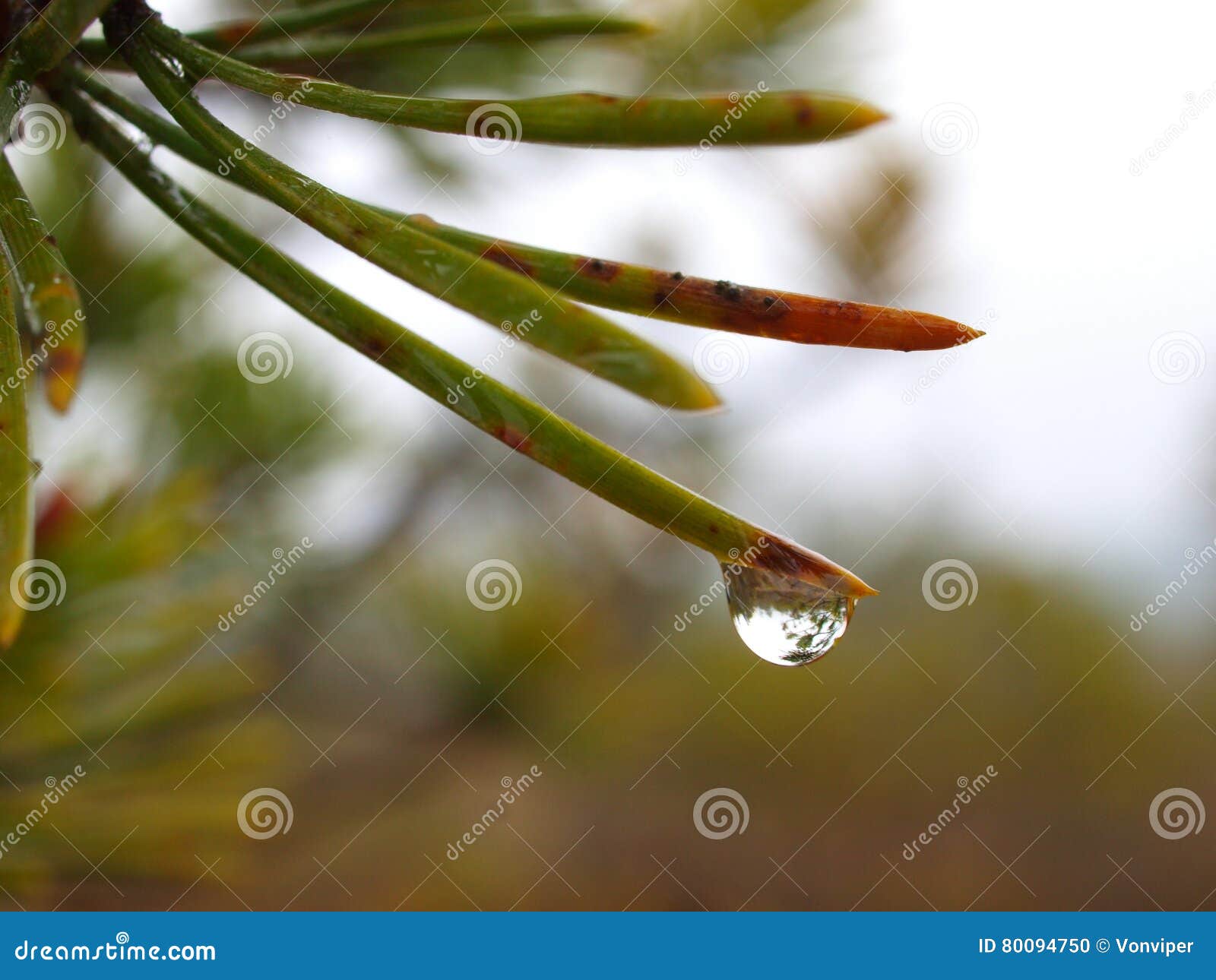 Pine tree and water drop stock photo. Image of estonia - 80094750