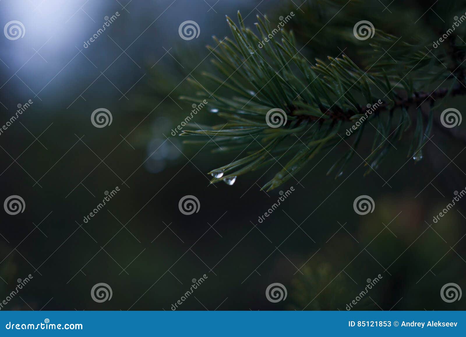 Pine tree stock image. Image of pine, water, tree, drops - 85121853
