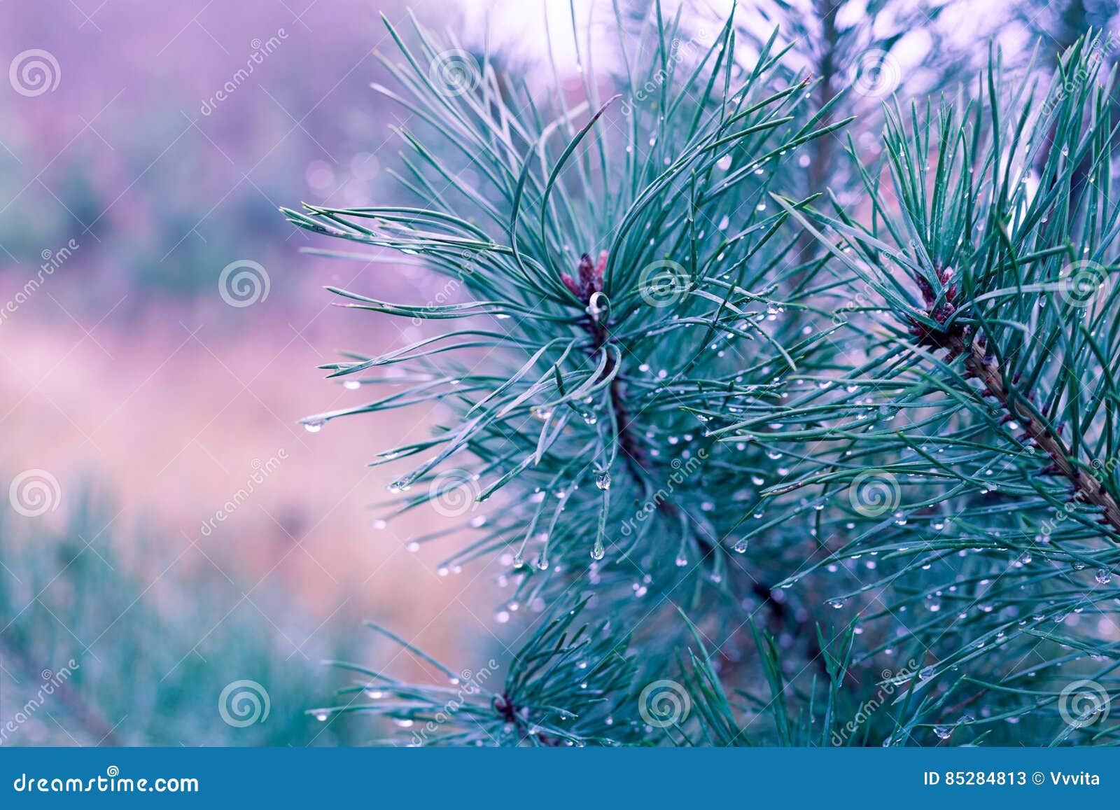 Pine tree with water drops stock image. Image of spruce - 85284813