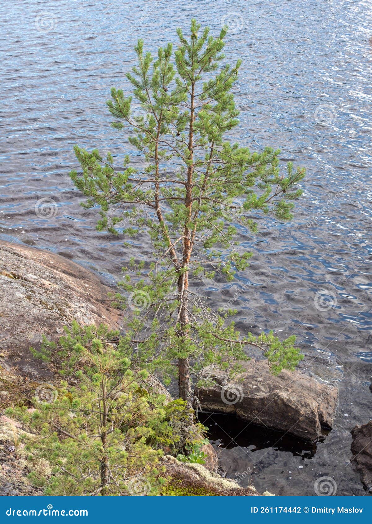 Pine tree by the water stock photo. Image of sunny, view - 261174442