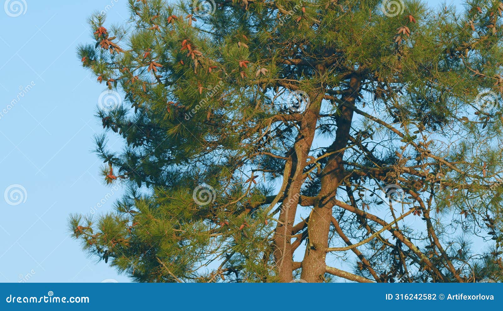 Pine Tree is Waving with the Wind. Spikey Leaves of the Pine Trees. Pan ...
