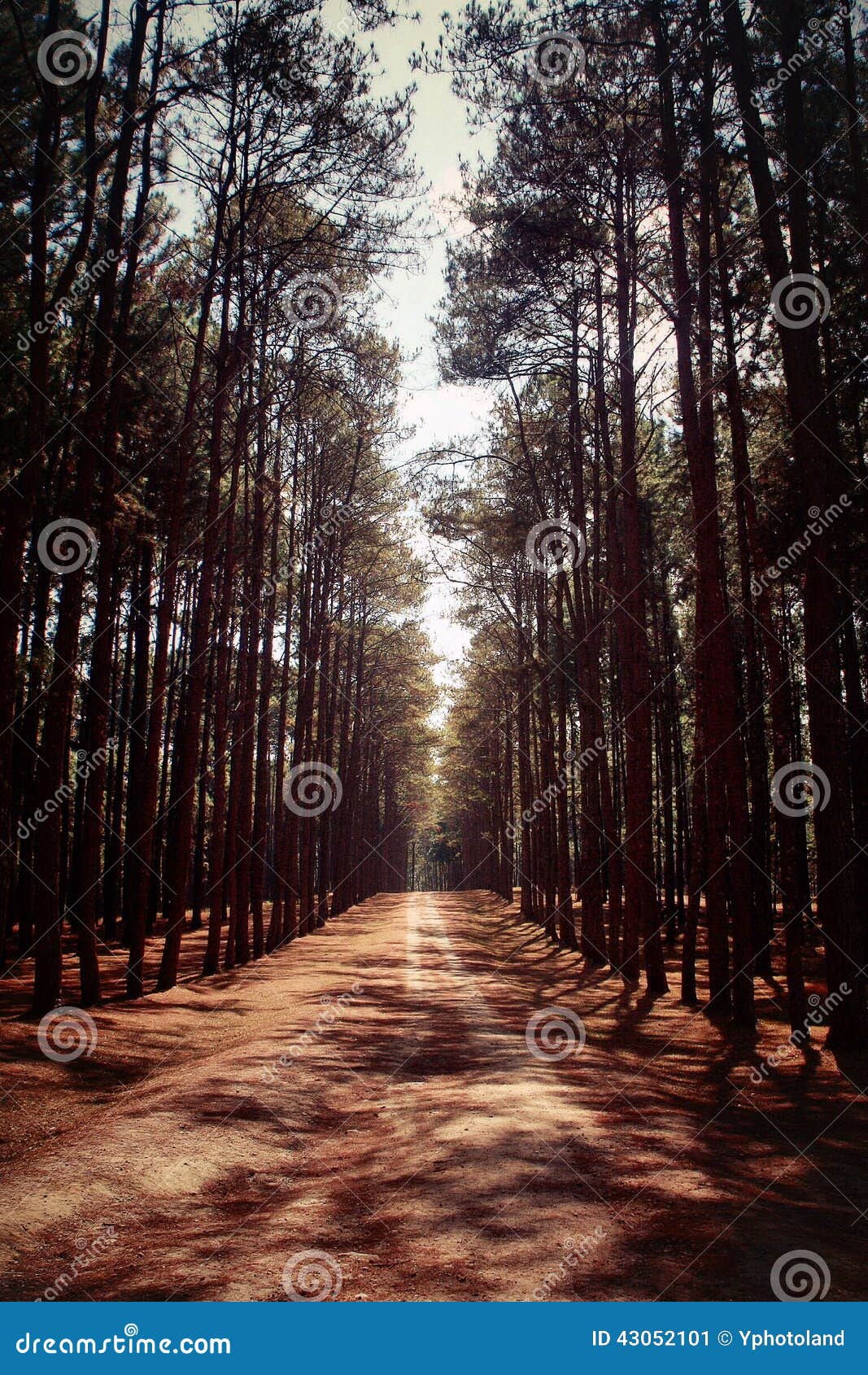 Pine tree stock image. Image of light, plant, garden - 43052101