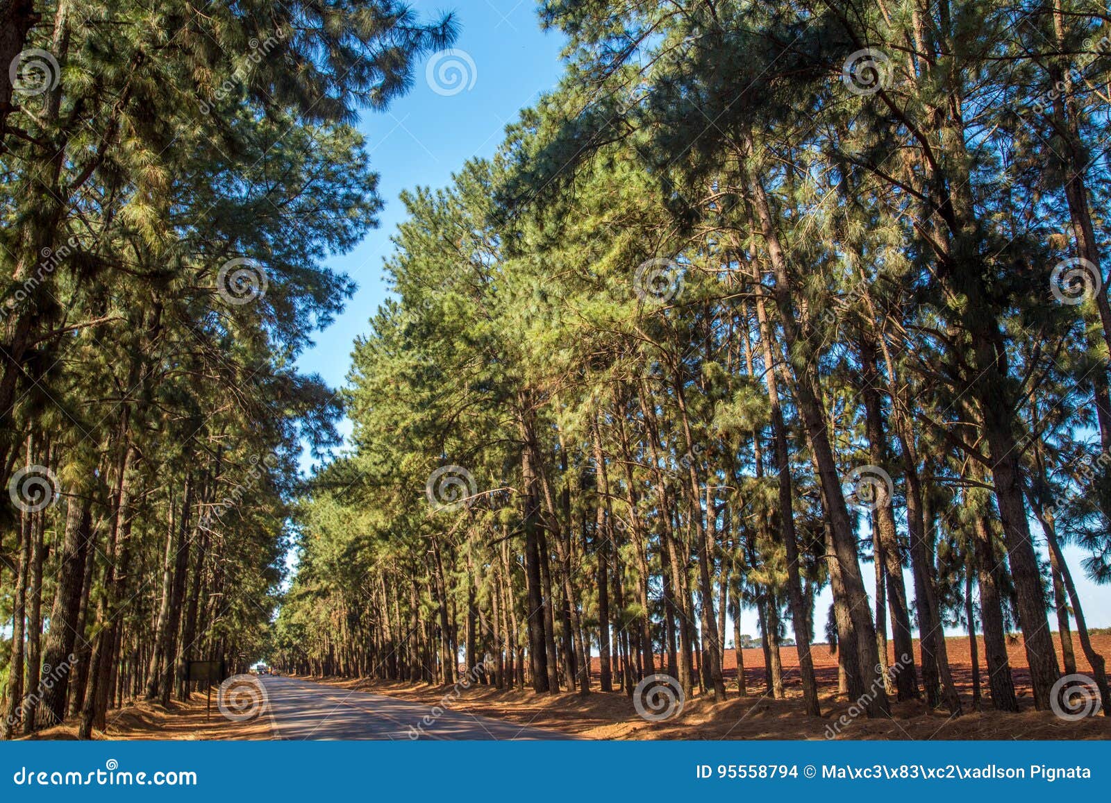 Pine tree stock photo. Image of forest, pine, tree, road - 95558794