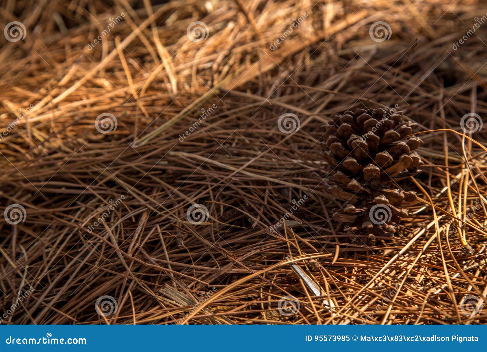 Pine tree stock image. Image of lane, natural, tree, scenic - 95573985
