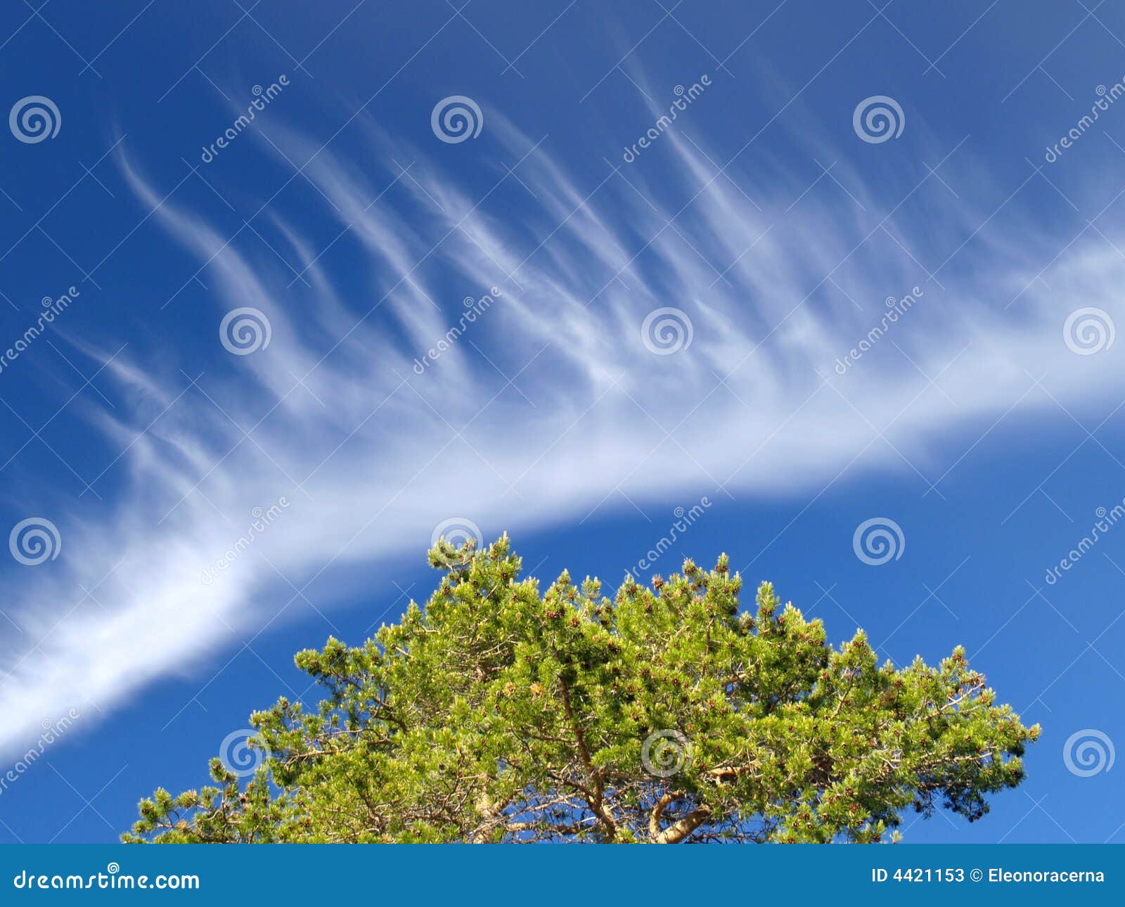 Pine Tree and White Cloud on Blue Sky Stock Image - Image of backround ...