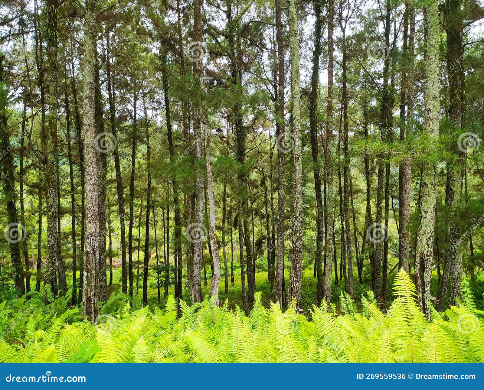 A Pine Tree with Wild Ferns Growing Under it in the Forest Stock Photo ...