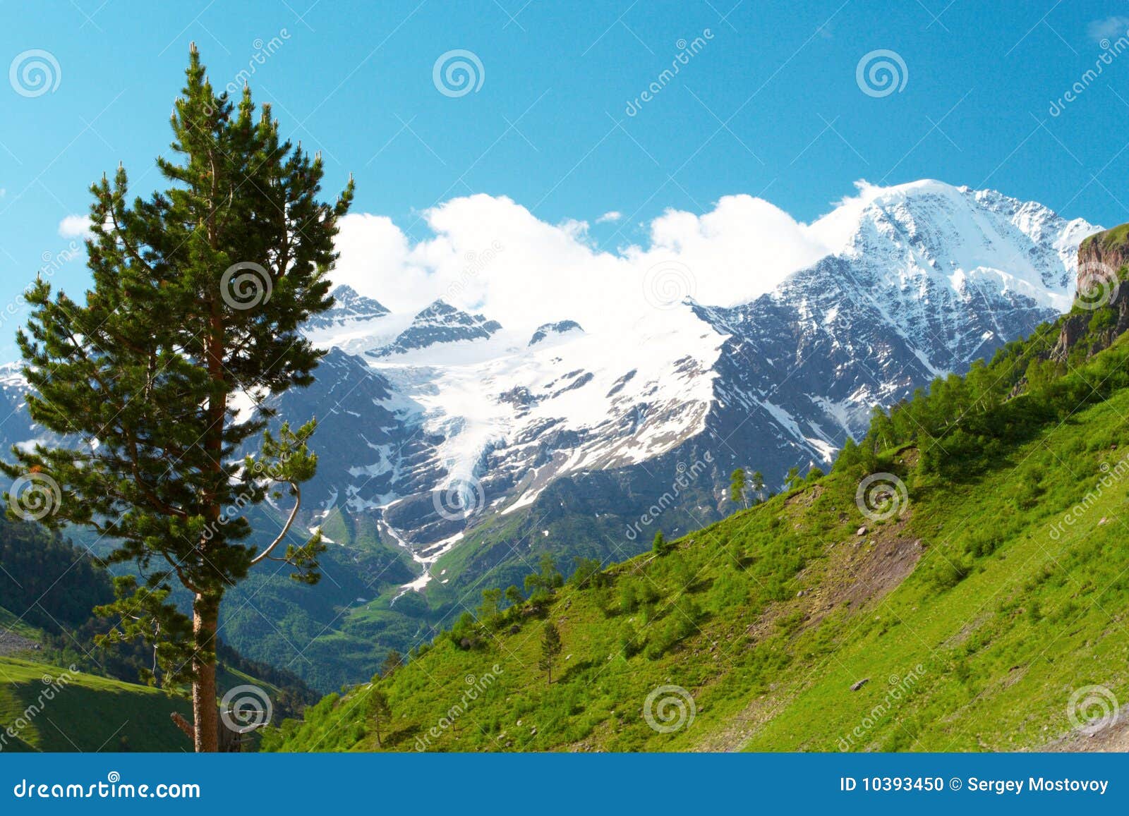 Pine Tree at the Wild Mountain Valley Stock Photo - Image of ...