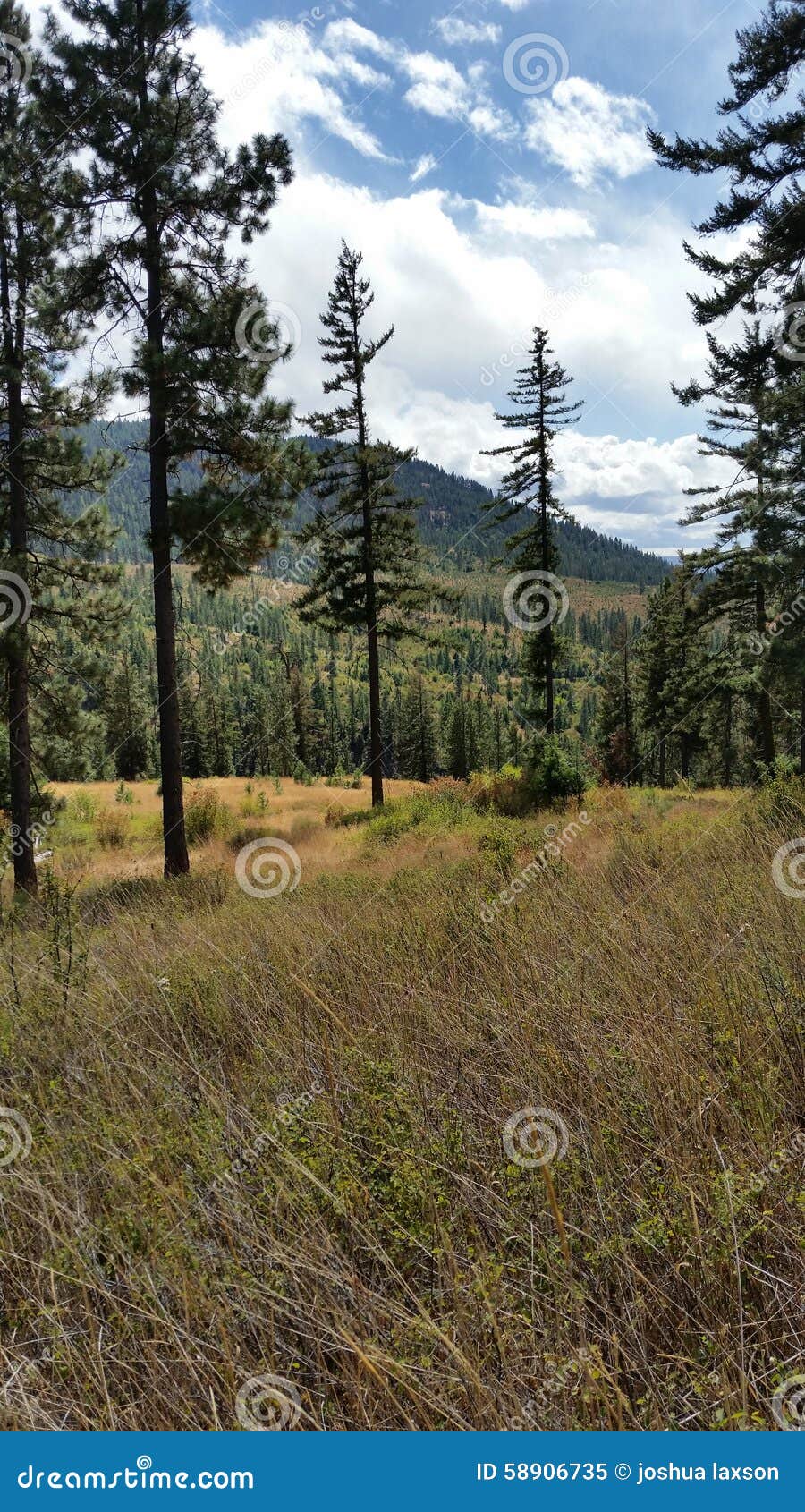 Pine tree wilderness stock image. Image of tree, washington - 58906735