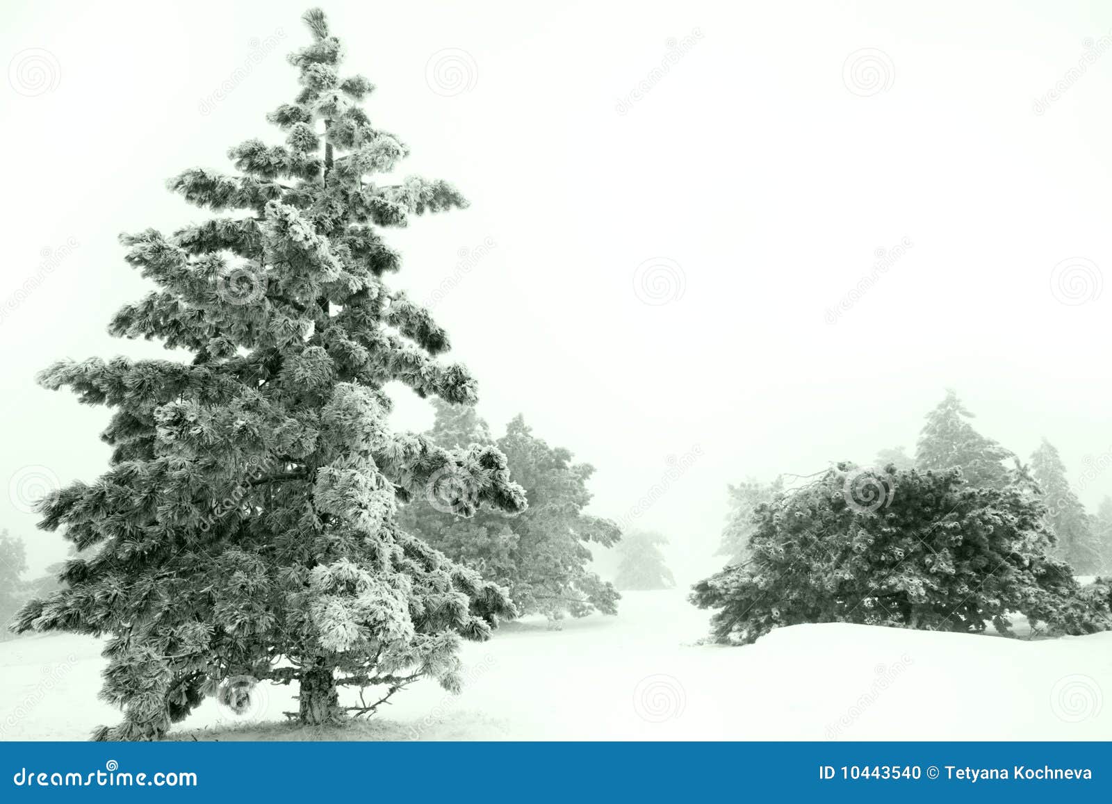 Pine tree in the winter stock photo. Image of calendar - 10443540