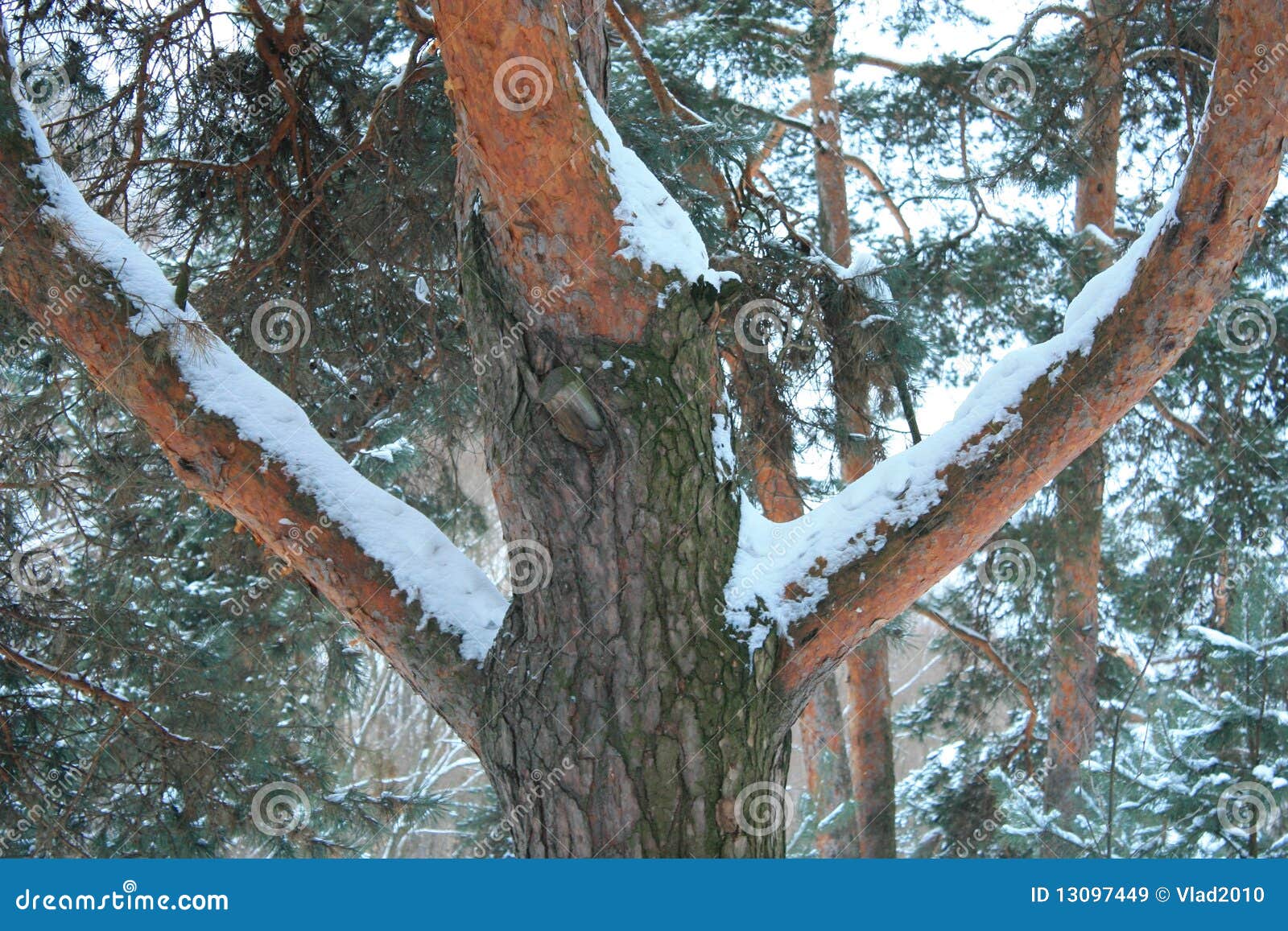 Pine tree in the winter stock image. Image of pine, tree - 13097449