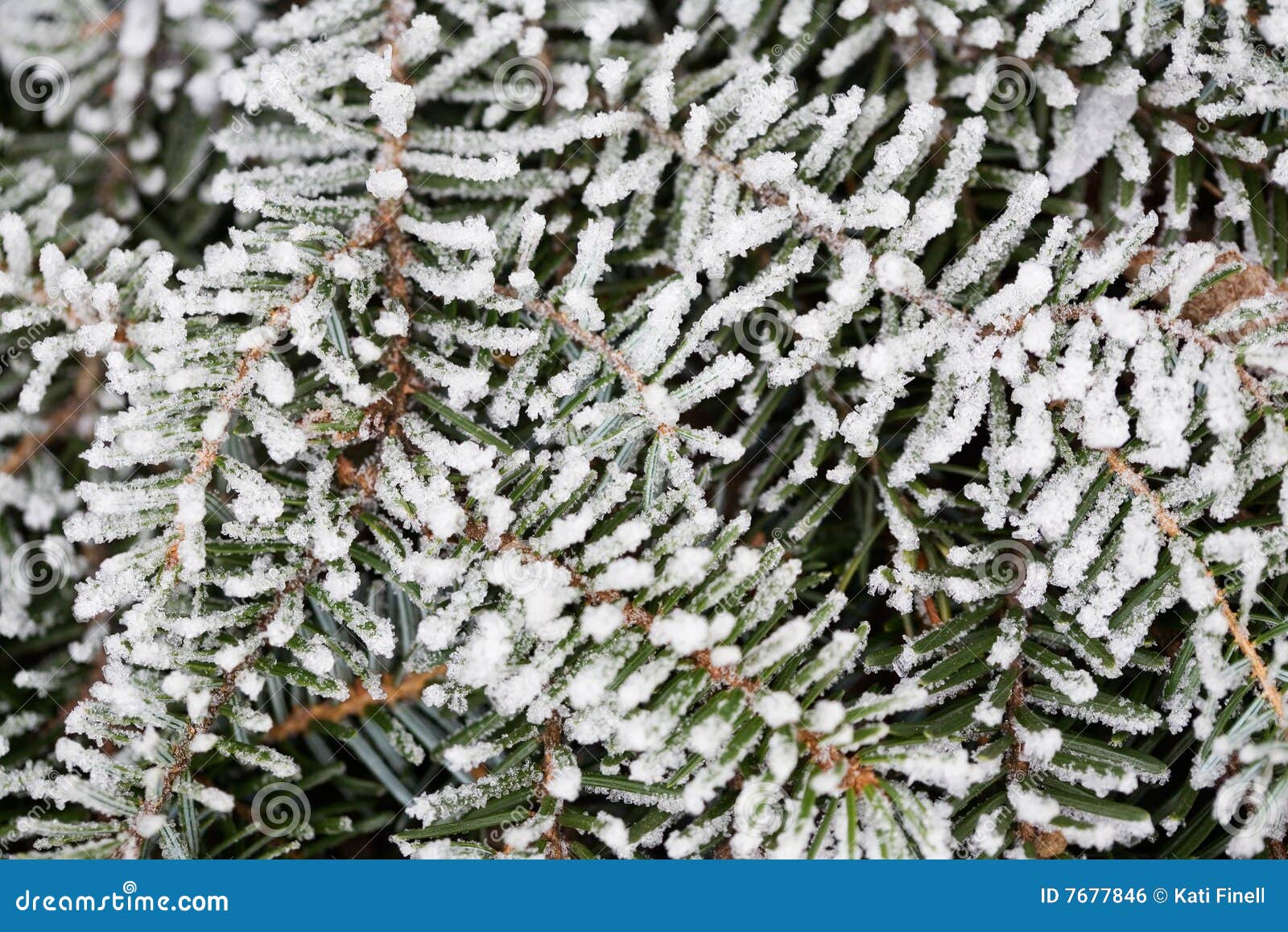 Pine tree in winter stock photo. Image of cold, close - 7677846