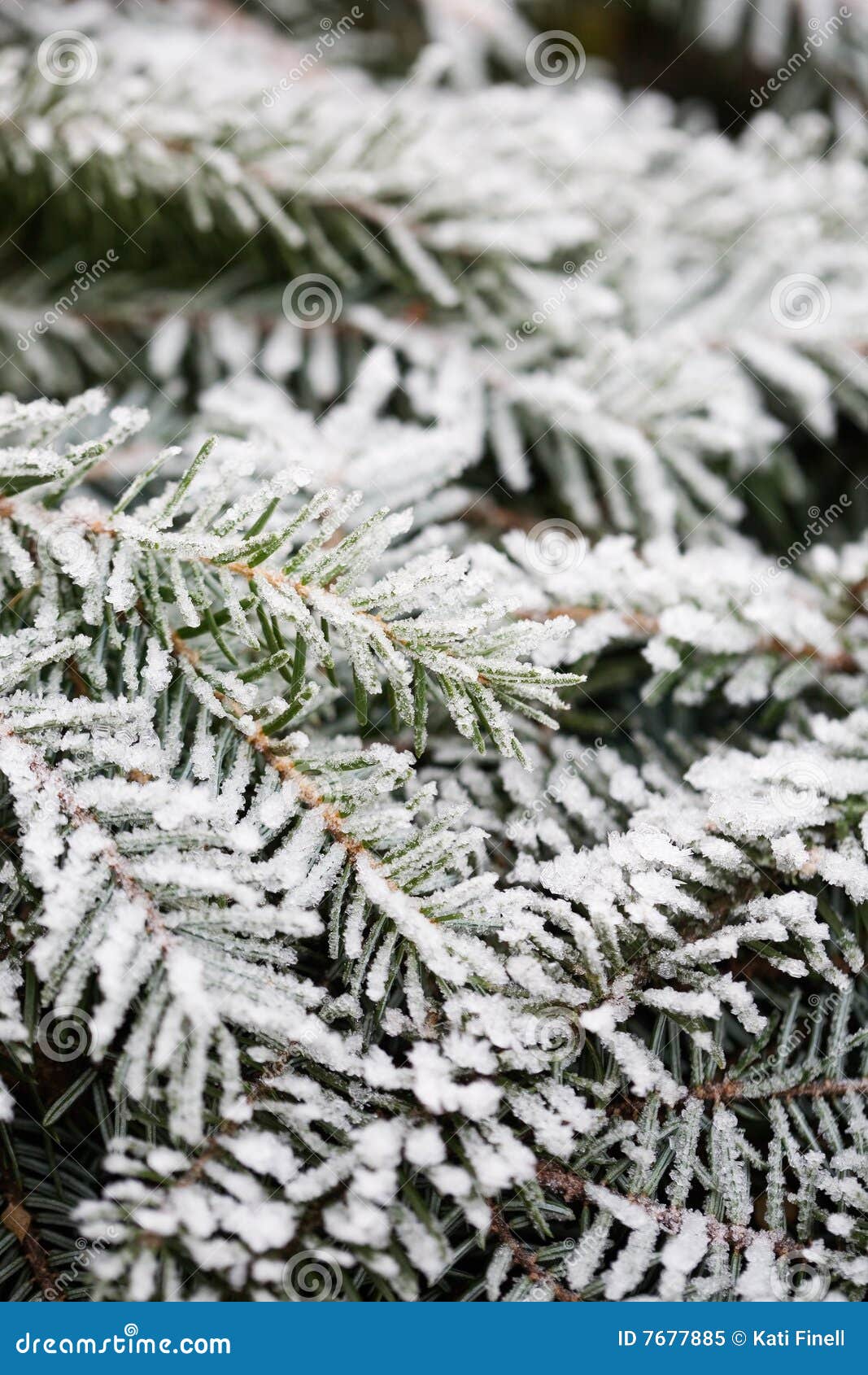 Pine tree in winter stock image. Image of winter, forest - 7677885