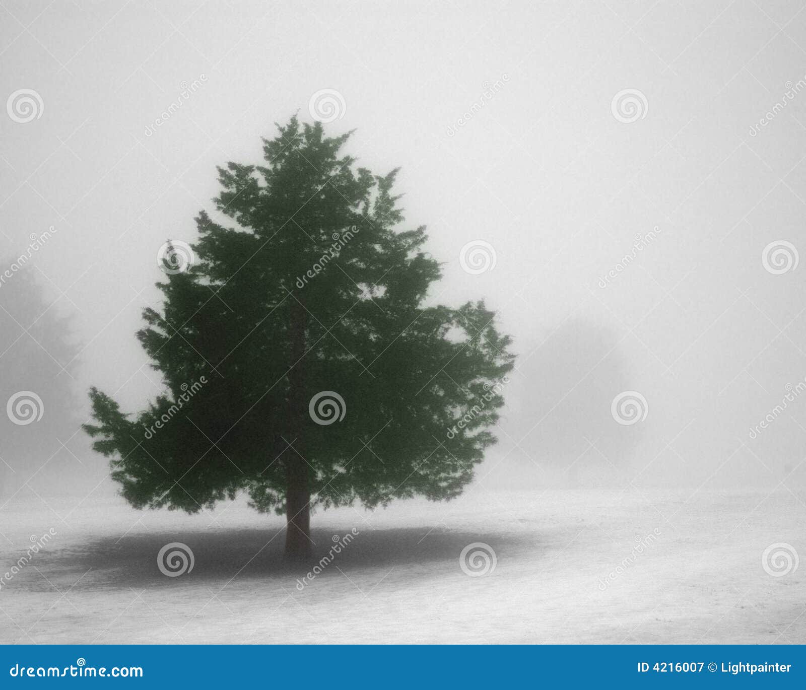 Pine tree in winter fog stock image. Image of cloudy, field - 4216007