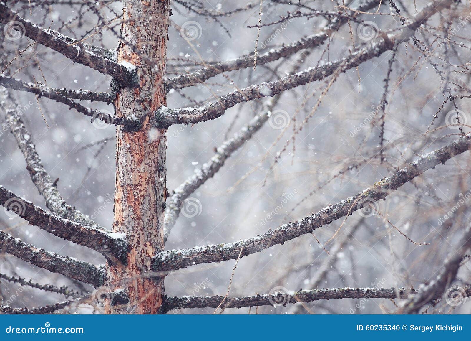 Pine tree in winter forest stock photo. Image of december - 60235340