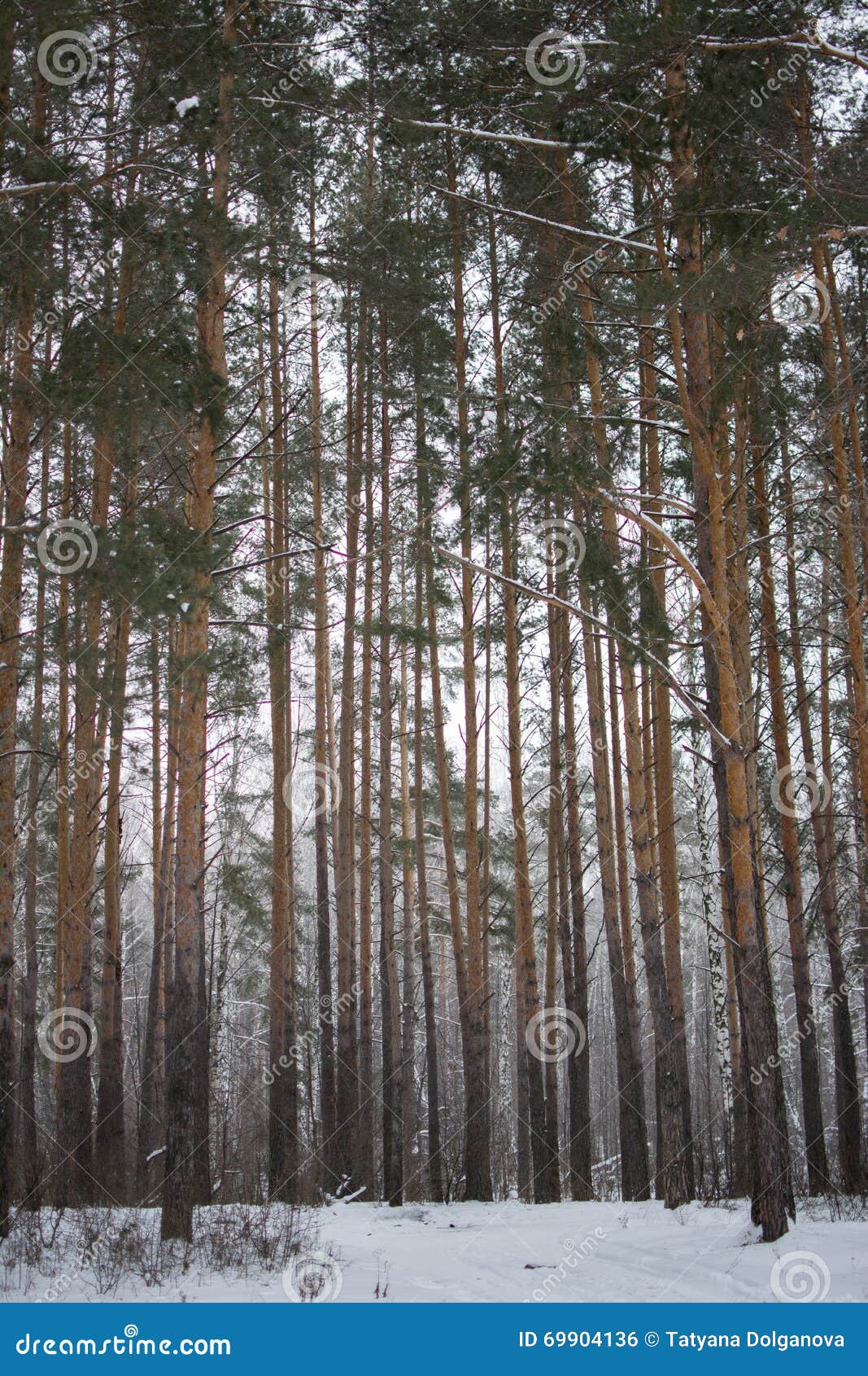 Pine Tree in Winter Forest. Beautiful Background. Stock Photo - Image ...