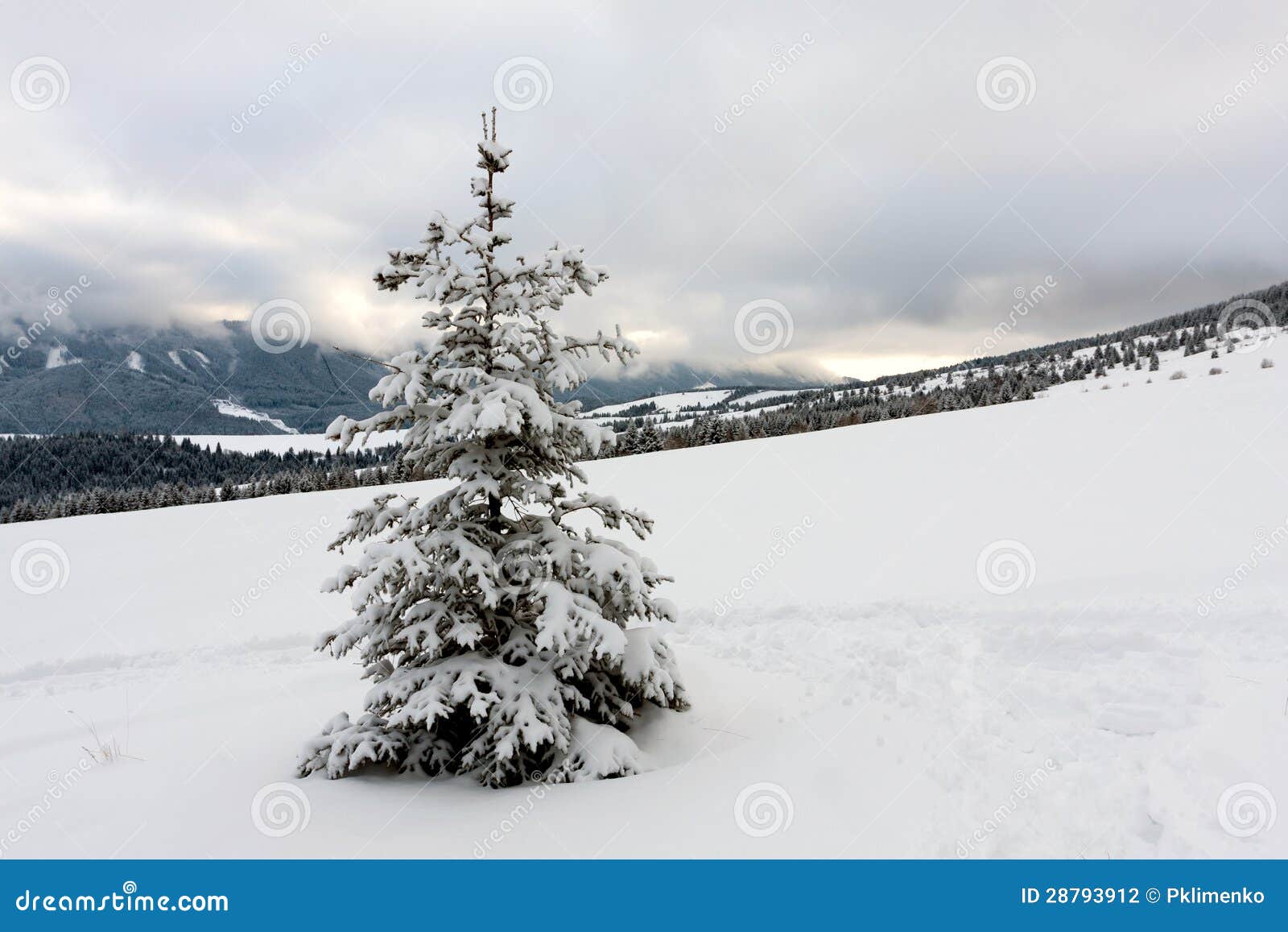 Pine Tree in Winter Mountains Stock Photo - Image of forest, high: 28793912