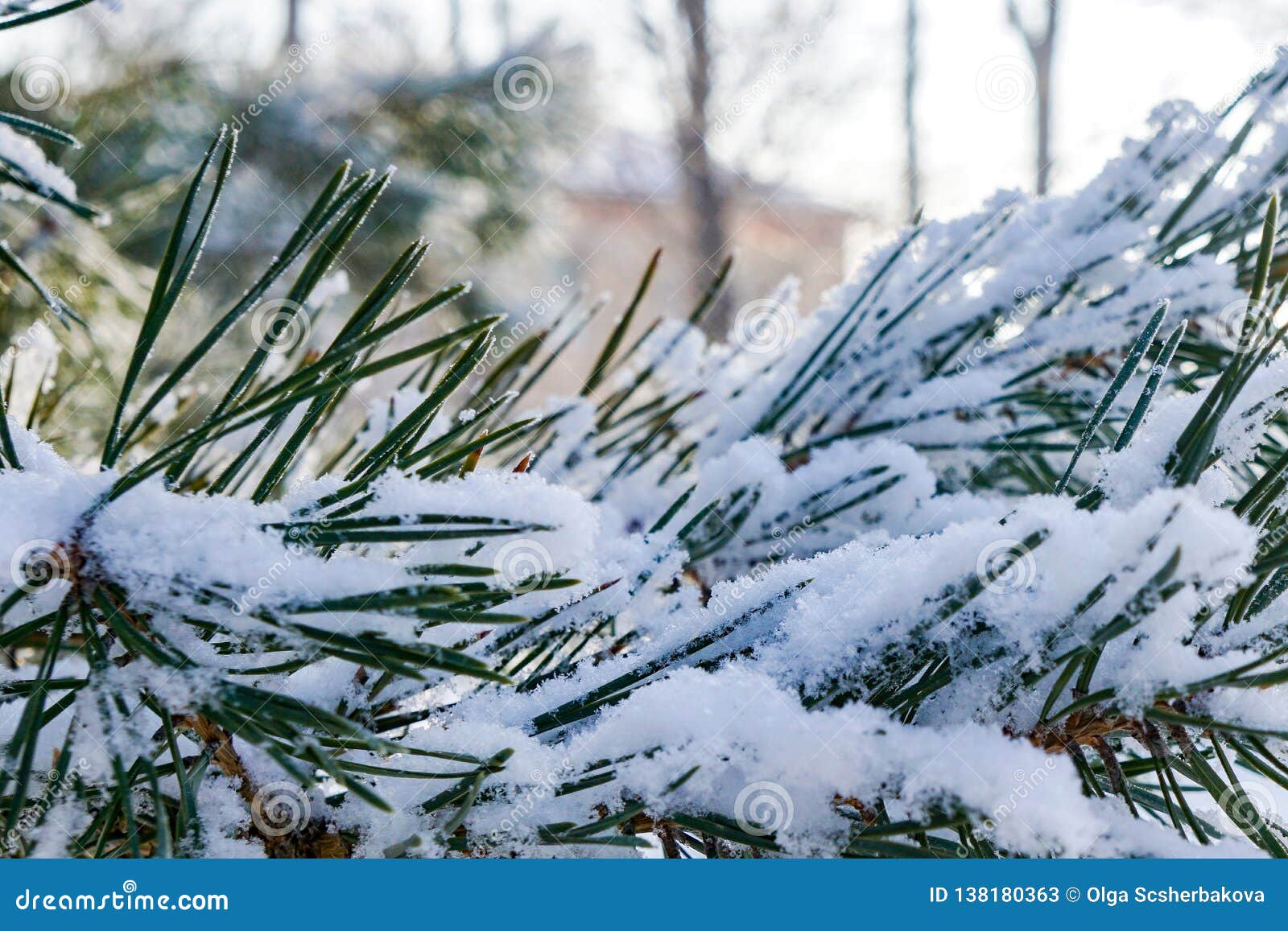 Pine Tree in Winter, Needles in the Snow after a Snowfall, Cold Macro ...