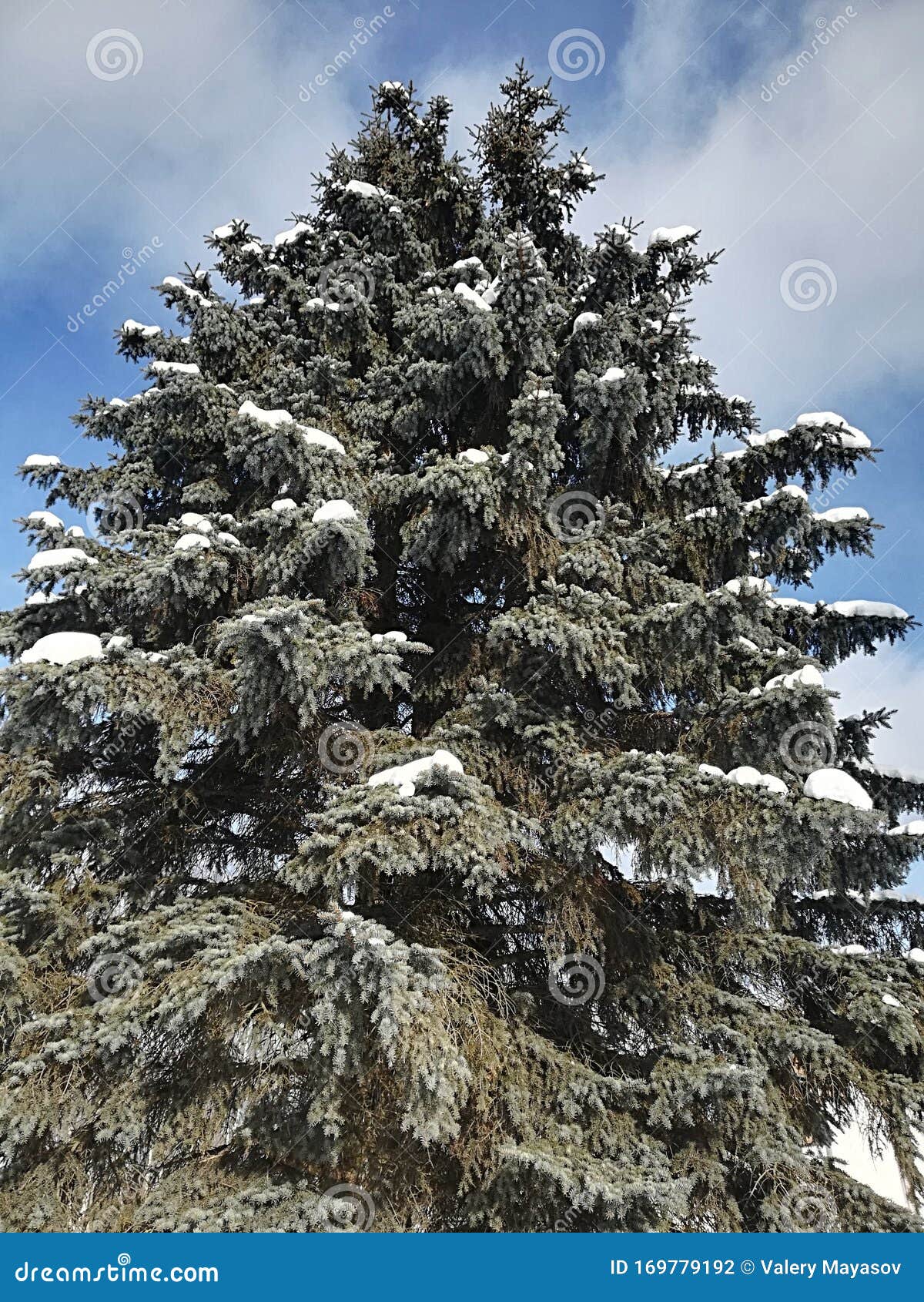 Pine Tree in Winter in Russia. Stock Photo - Image of pine, tree: 169779192