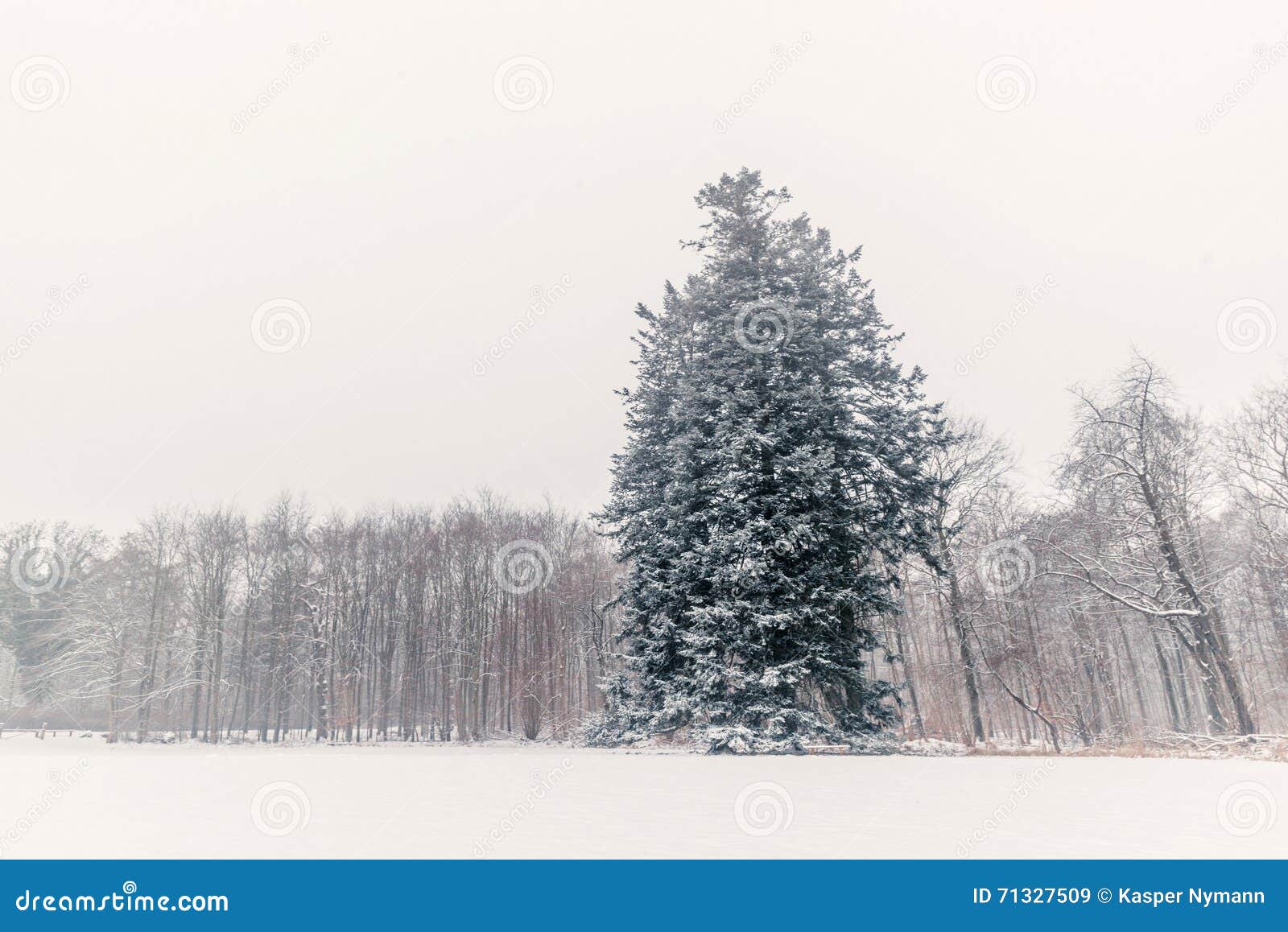 Pine Tree in a Winter Scenery Stock Image - Image of forest, plant ...