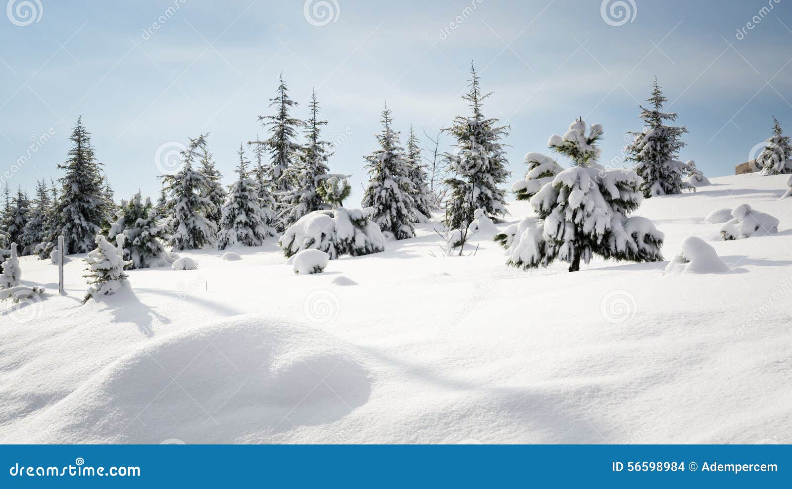 Pine Tree in Winter Snow stock photo. Image of evergreen - 56598984