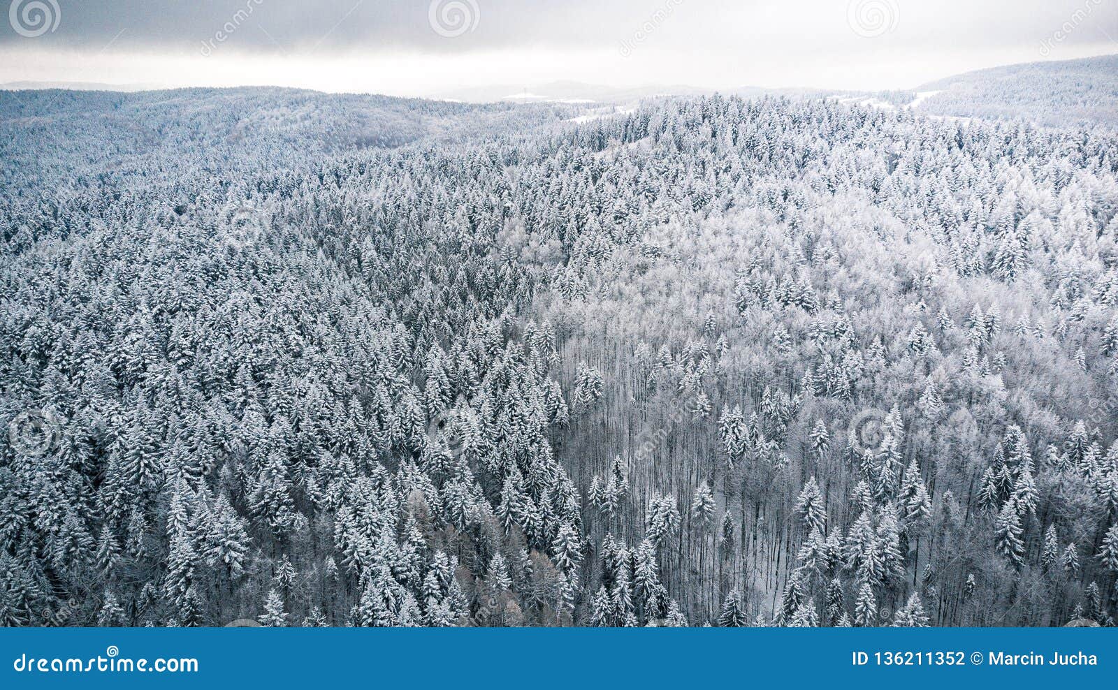 Pine Tree Woodland Forest after Snowfall, Winter from Above Stock Photo ...