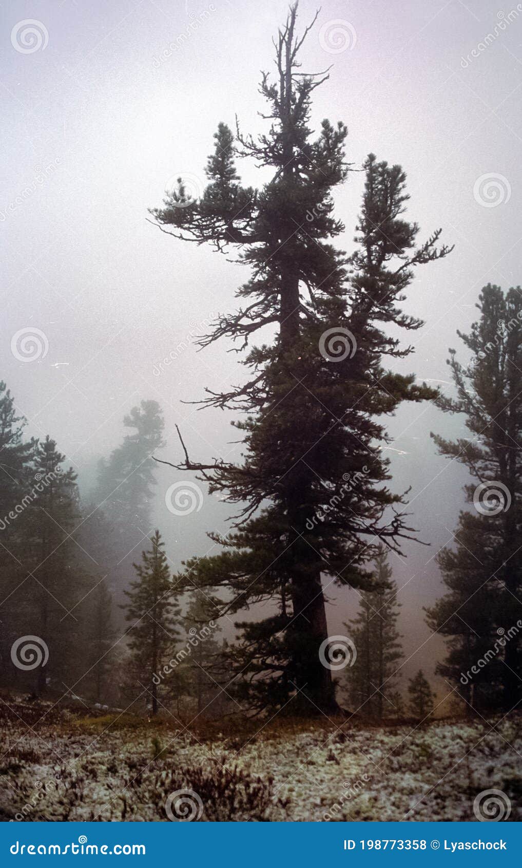 A Pine Tree in the Woods. Large Conifer Stock Photo - Image of forest ...