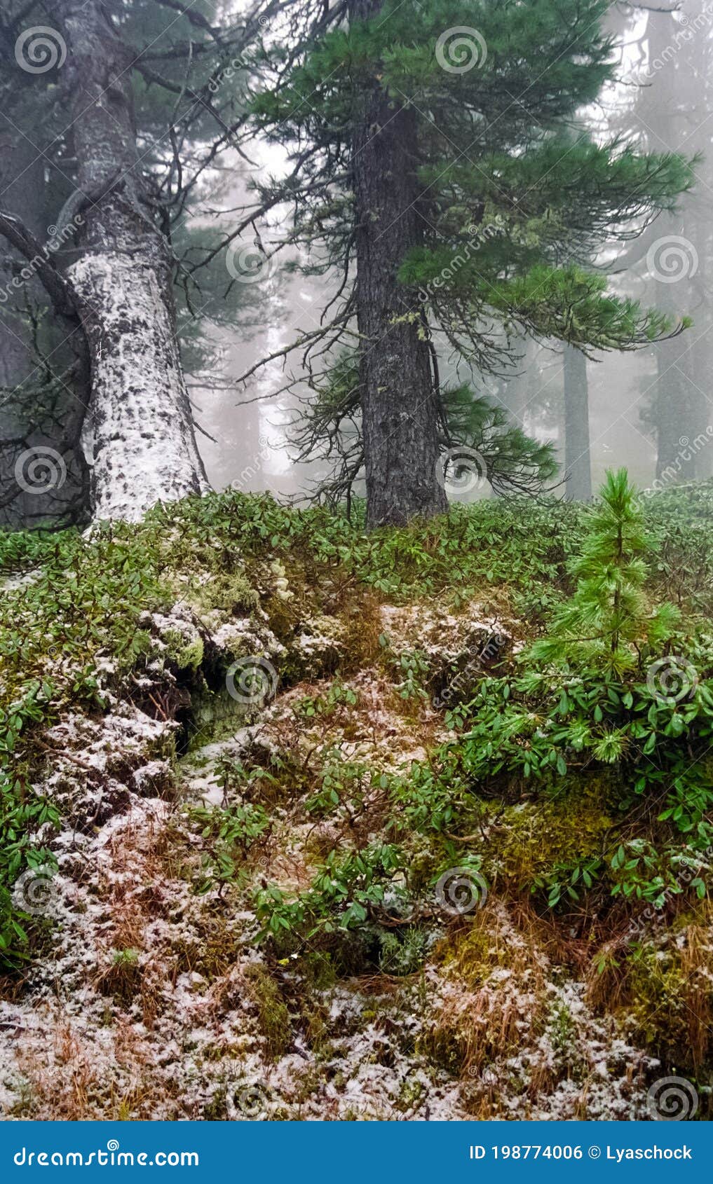 A Pine Tree in the Woods. Large Conifer Stock Photo - Image of flora ...