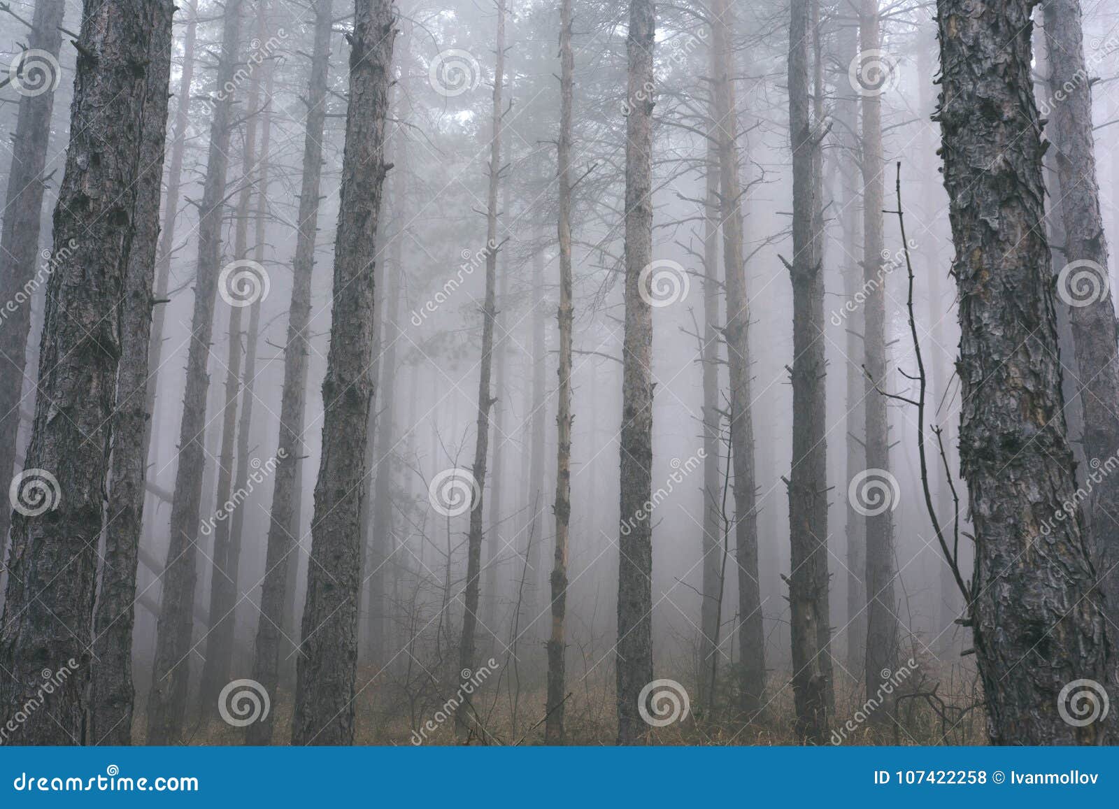 Pine Tree Woods with Mist stock photo. Image of background - 107422258
