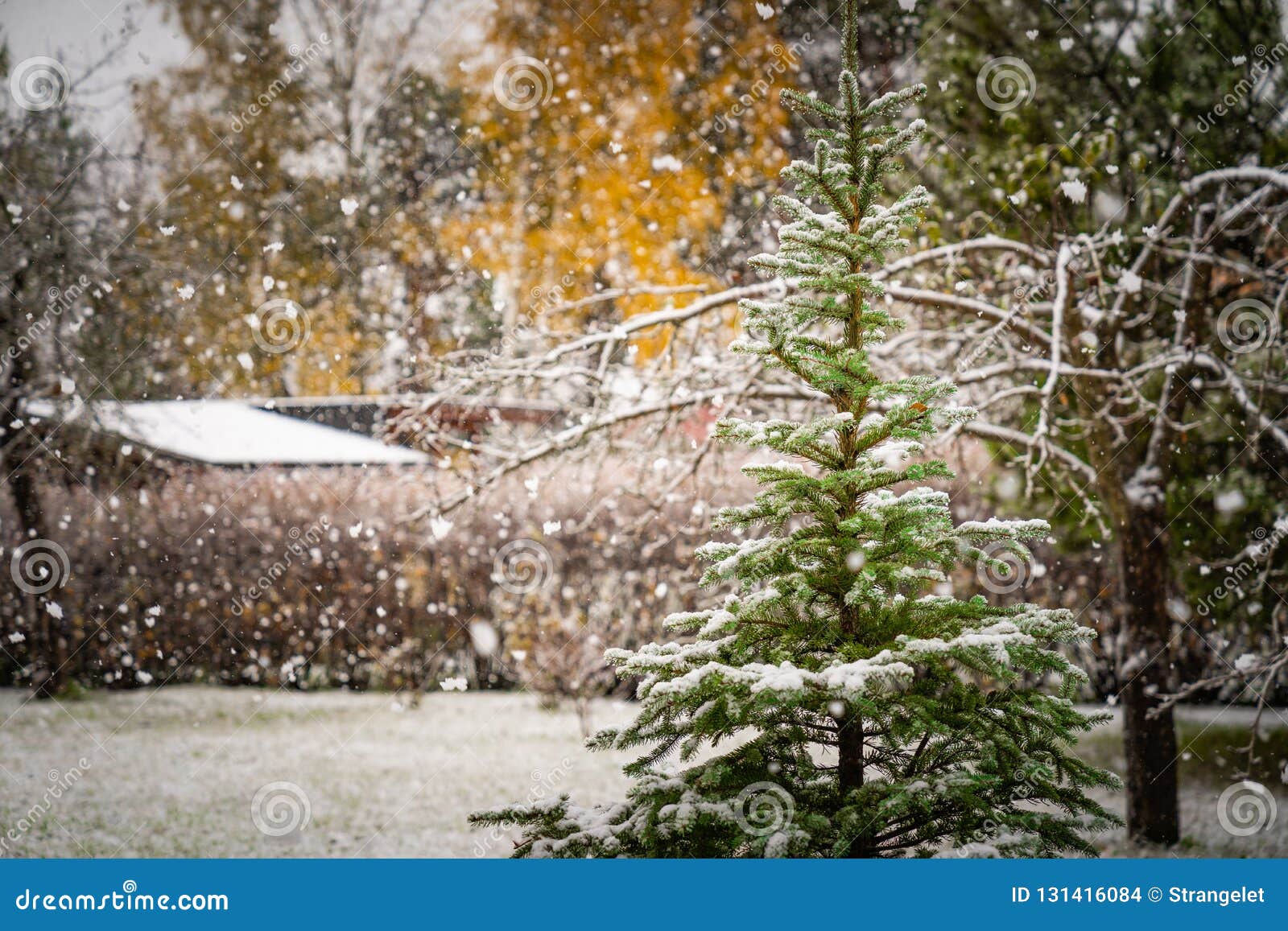 Pine Tree in Yard, Heavy Snow Stock Photo - Image of season, park ...