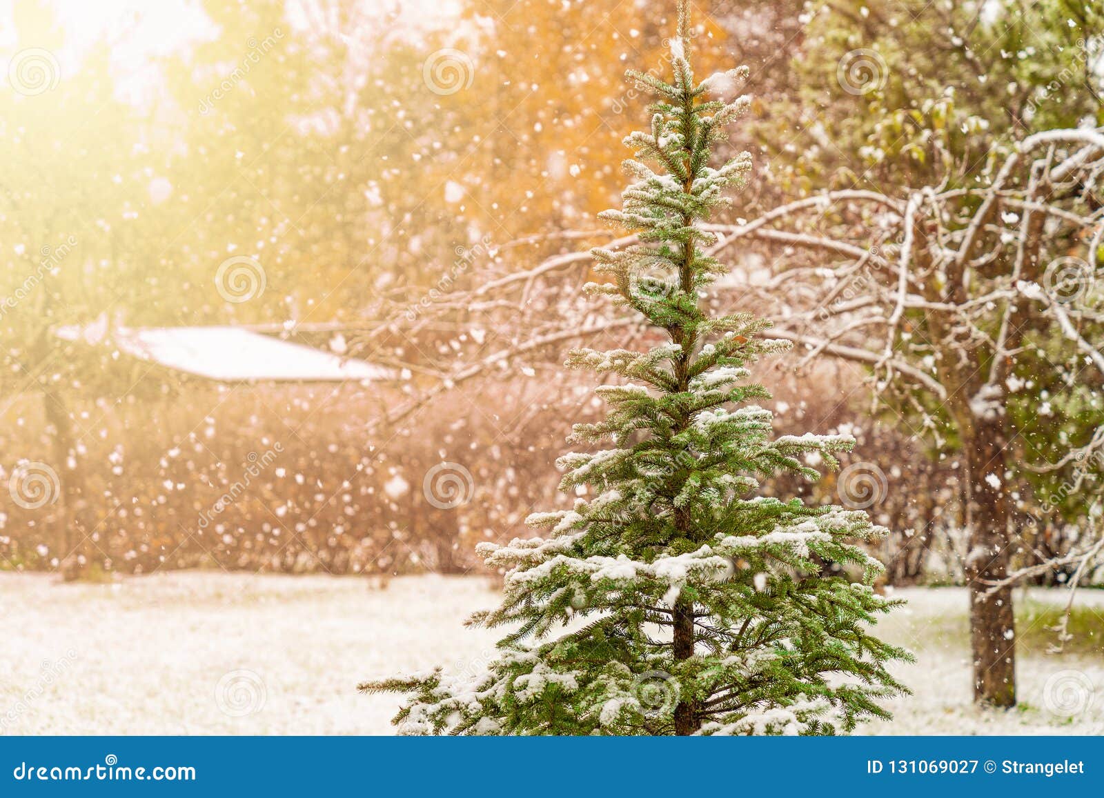Pine Tree in Yard, Heavy Snow Stock Image - Image of covered, beauty ...