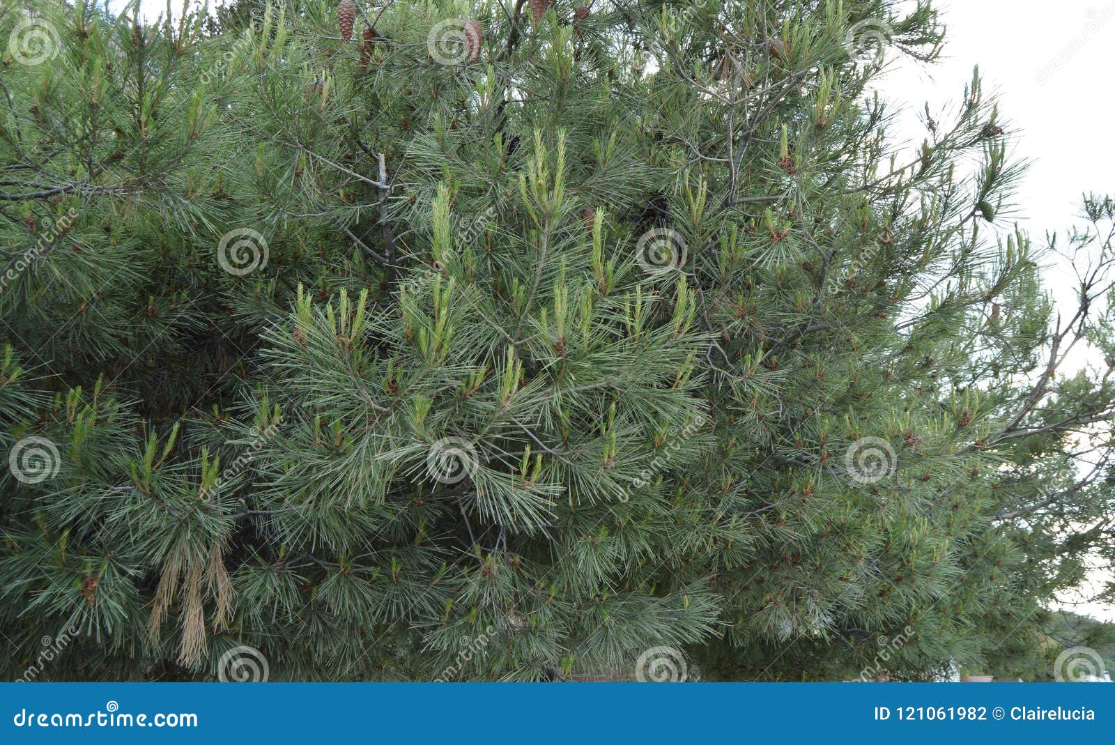 Pine Tree with Young Shoots on Twigs, Coniferous Trees Stock Photo ...