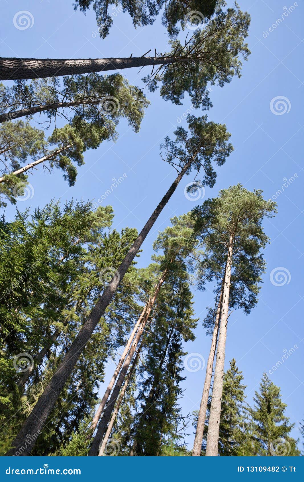 Pine trees stock photo. Image of forests, branch, environment - 13109482