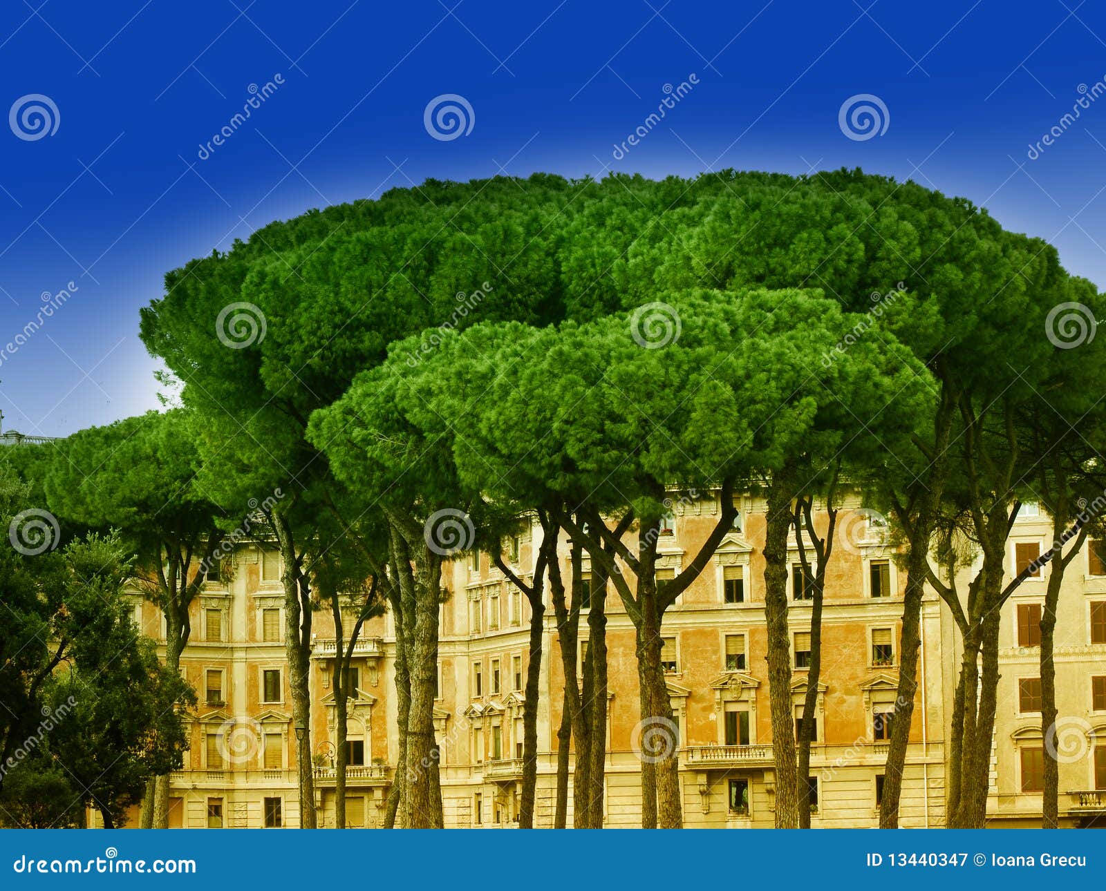 Pine trees stock image. Image of symmetrical, crown, tall - 13440347