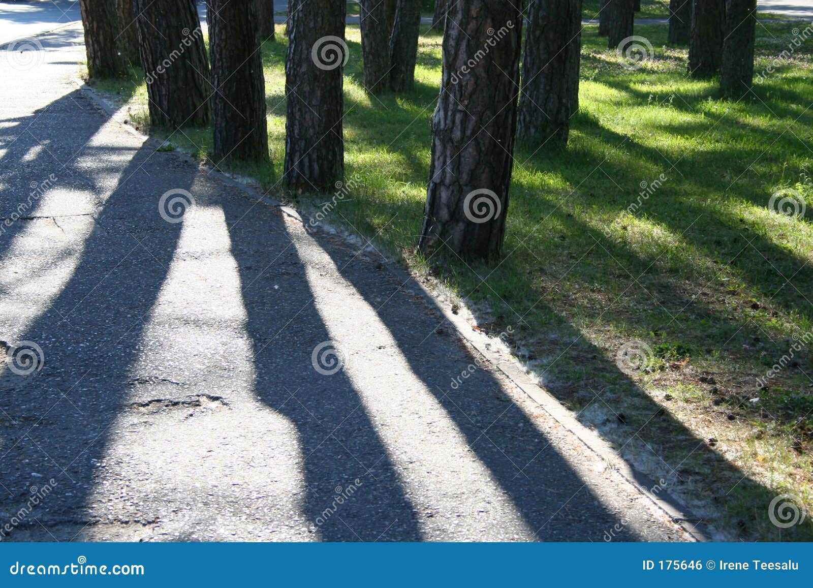 Pine trees stock photo. Image of sunny, shadow, pine, tree - 175646