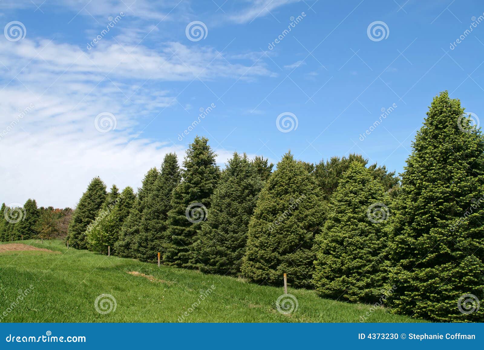 Pine Trees stock photo. Image of midwest, trees, tree - 4373230