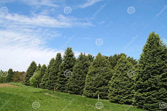 Pine Trees stock photo. Image of midwest, trees, tree - 4373230