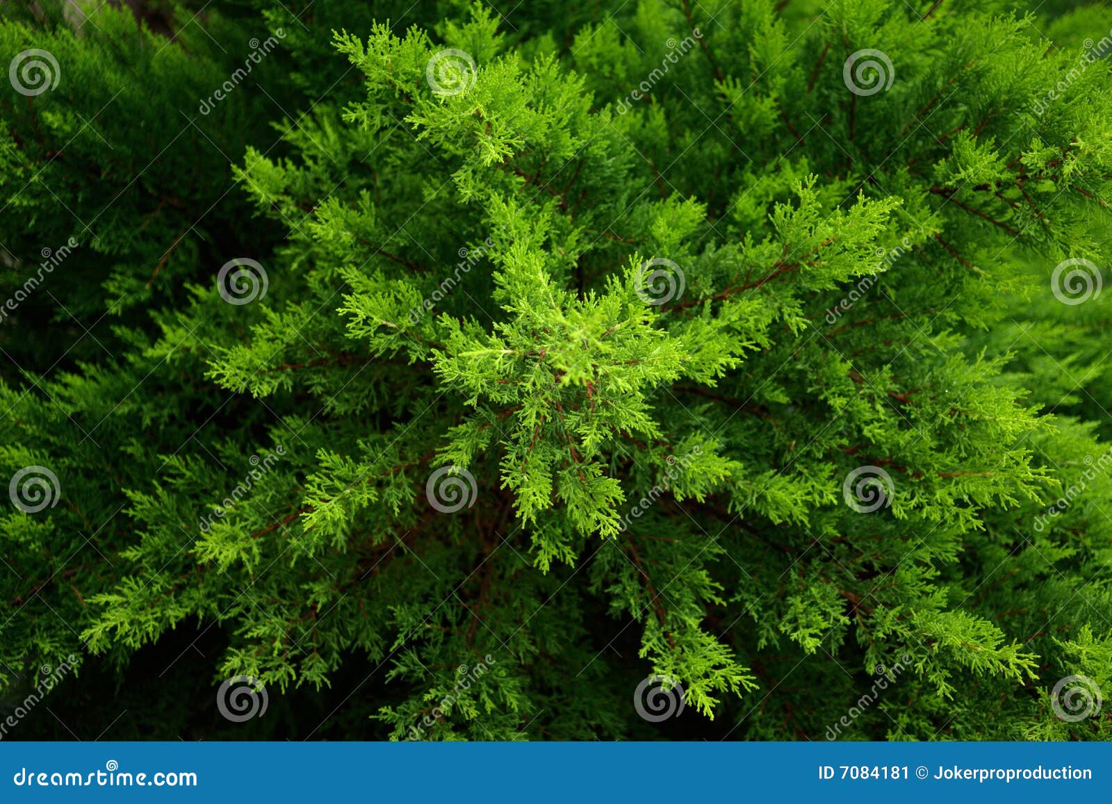 Pine trees stock image. Image of photograph, leaf, landscape - 7084181