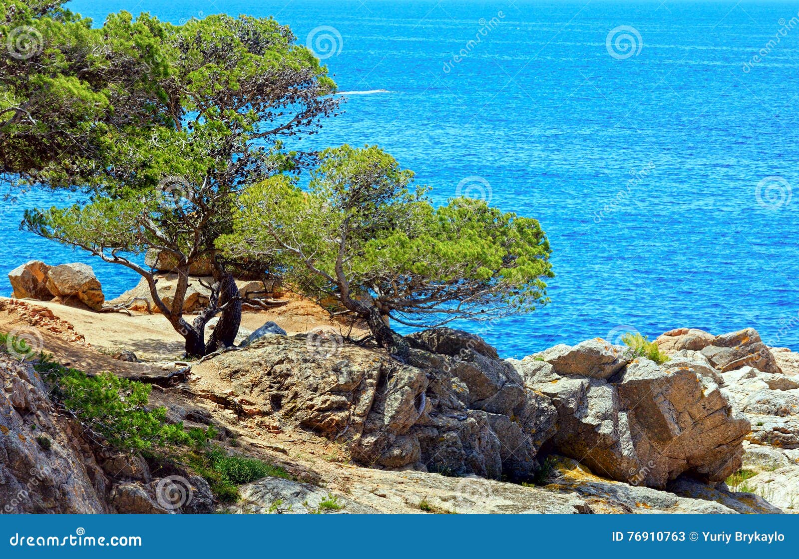 Pine trees above sea. stock image. Image of rock, nature - 76910763