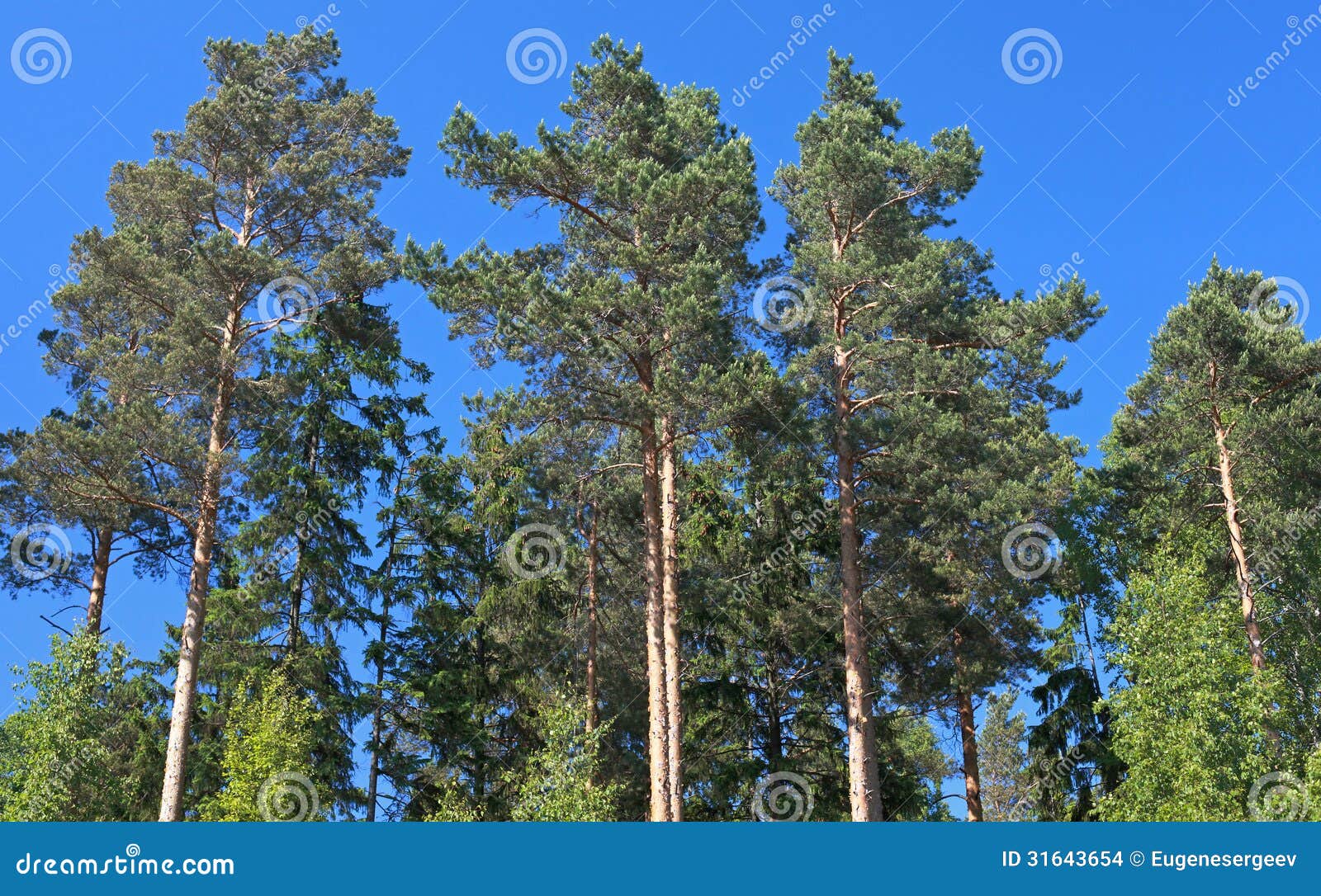 Pine trees above the sky stock photo. Image of countryside - 31643654