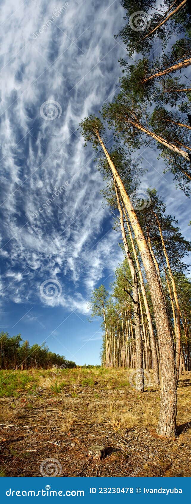 Pine Trees Against the Blue Sky Stock Photo - Image of scenery, leaf ...